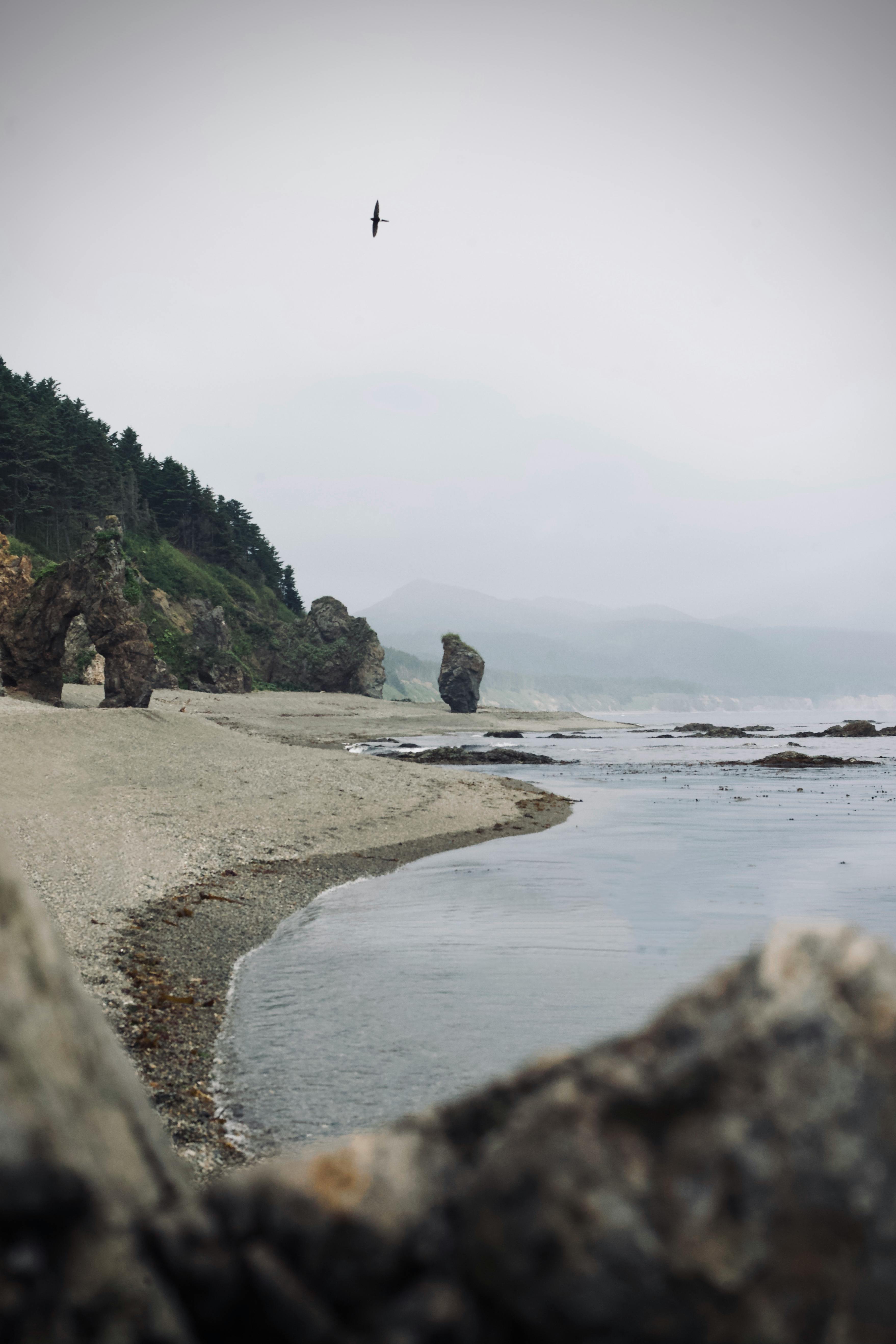Bird Flying Above Beach · Free Stock Photo