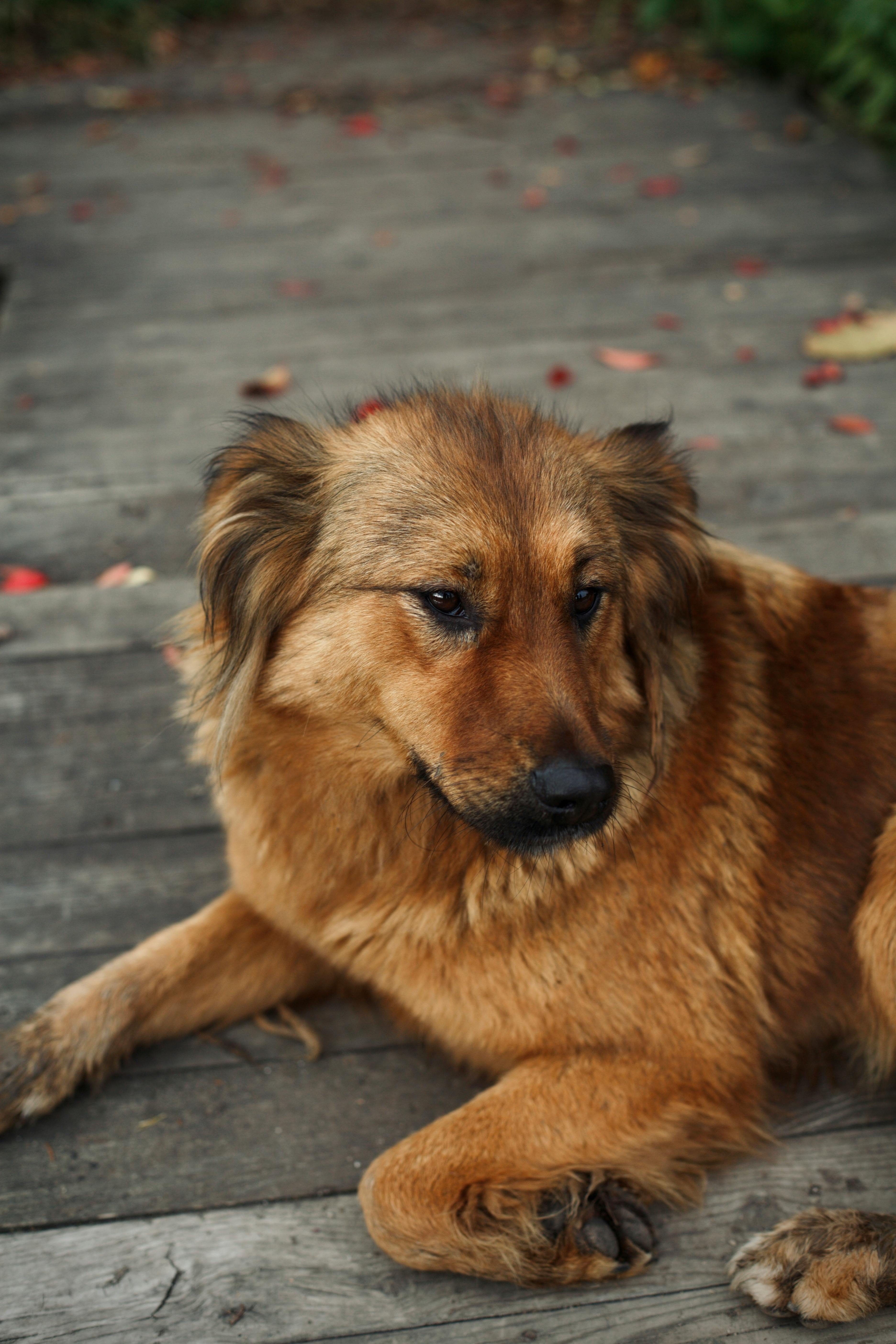 Brown Dog Sitting on Wooden Porch · Free Stock Photo