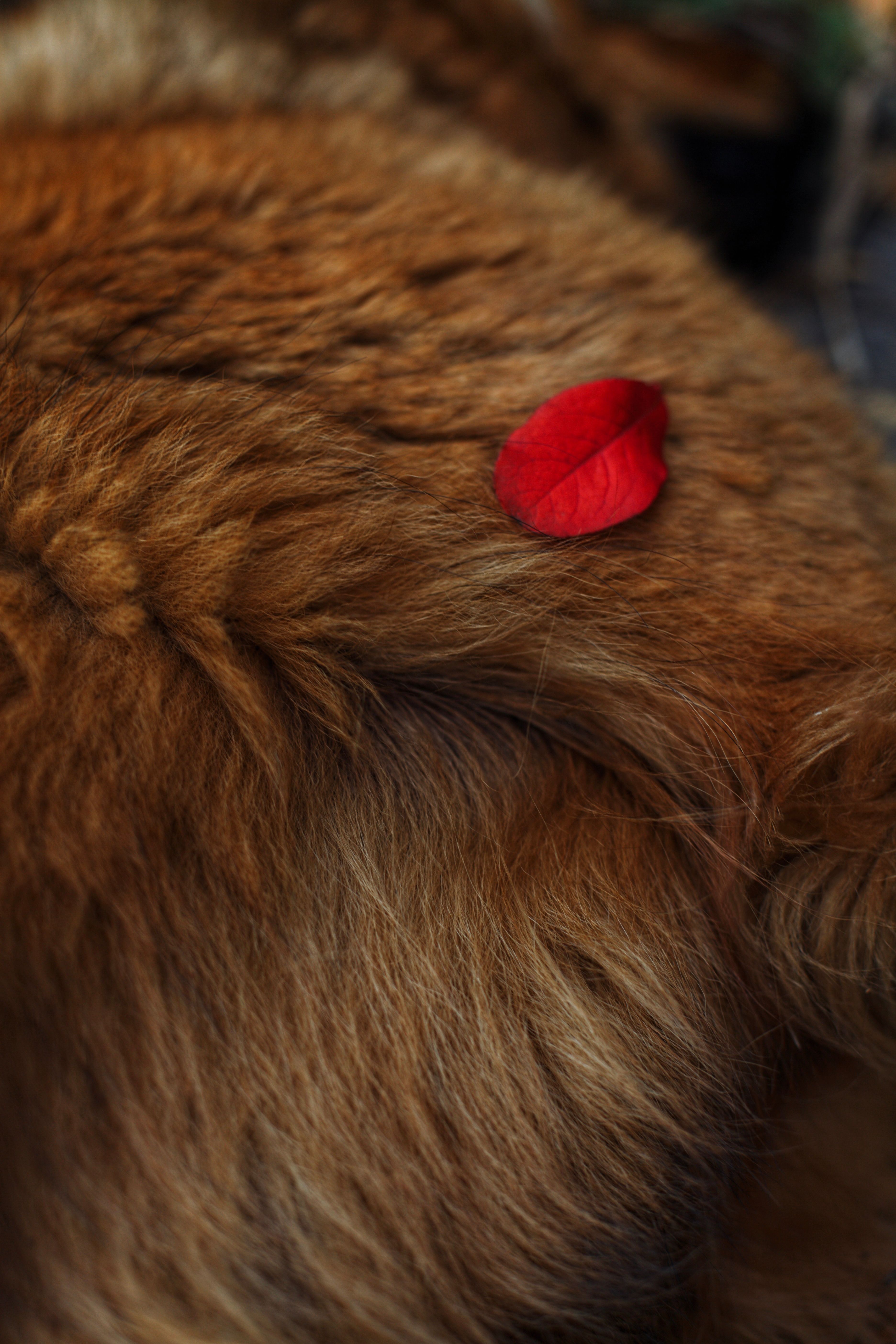Leaf on Animal Fur · Free Stock Photo