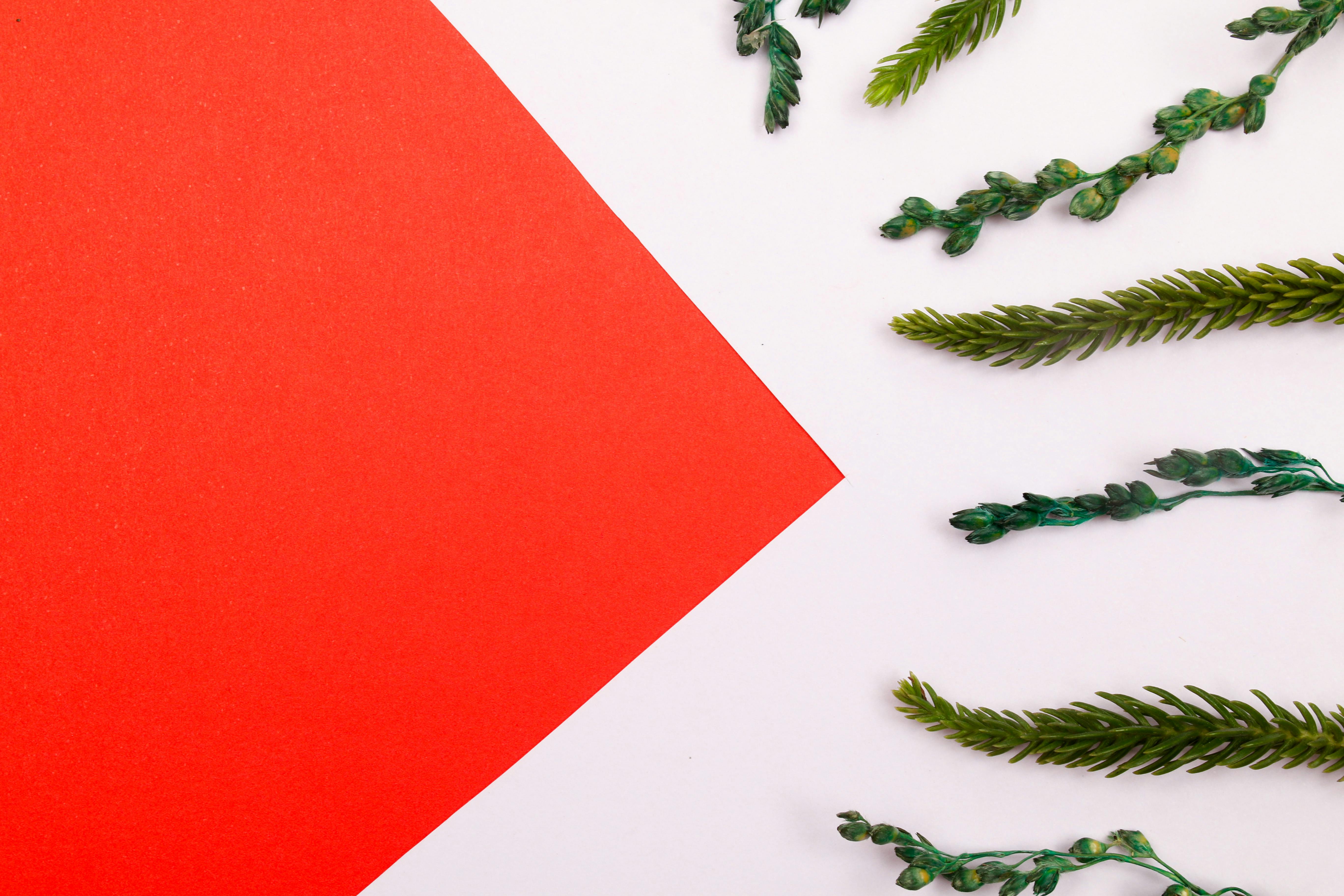 Tree Branches Lying Next to Red Paper Sheet · Free Stock Photo