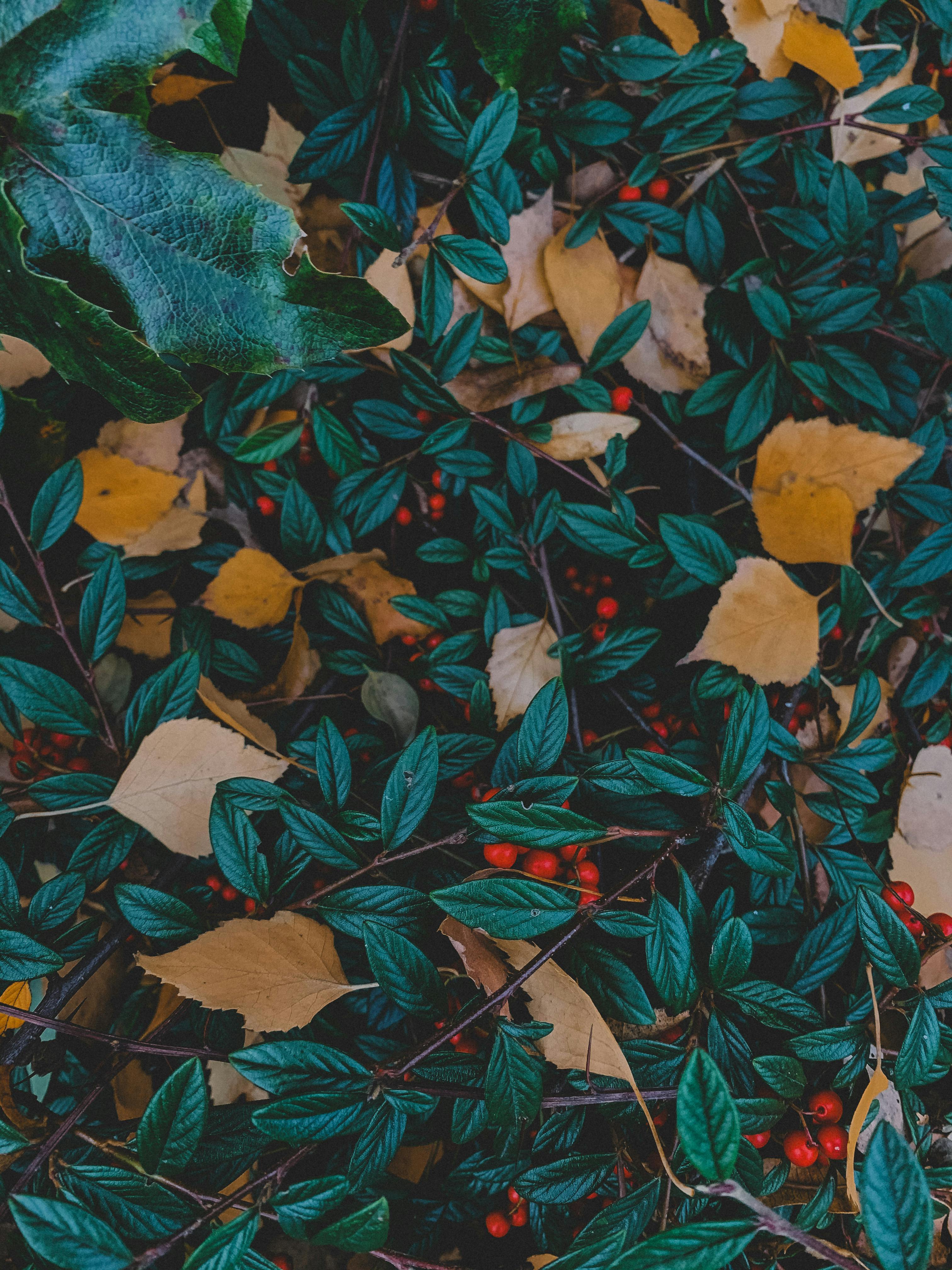 Red Trees · Free Stock Photo