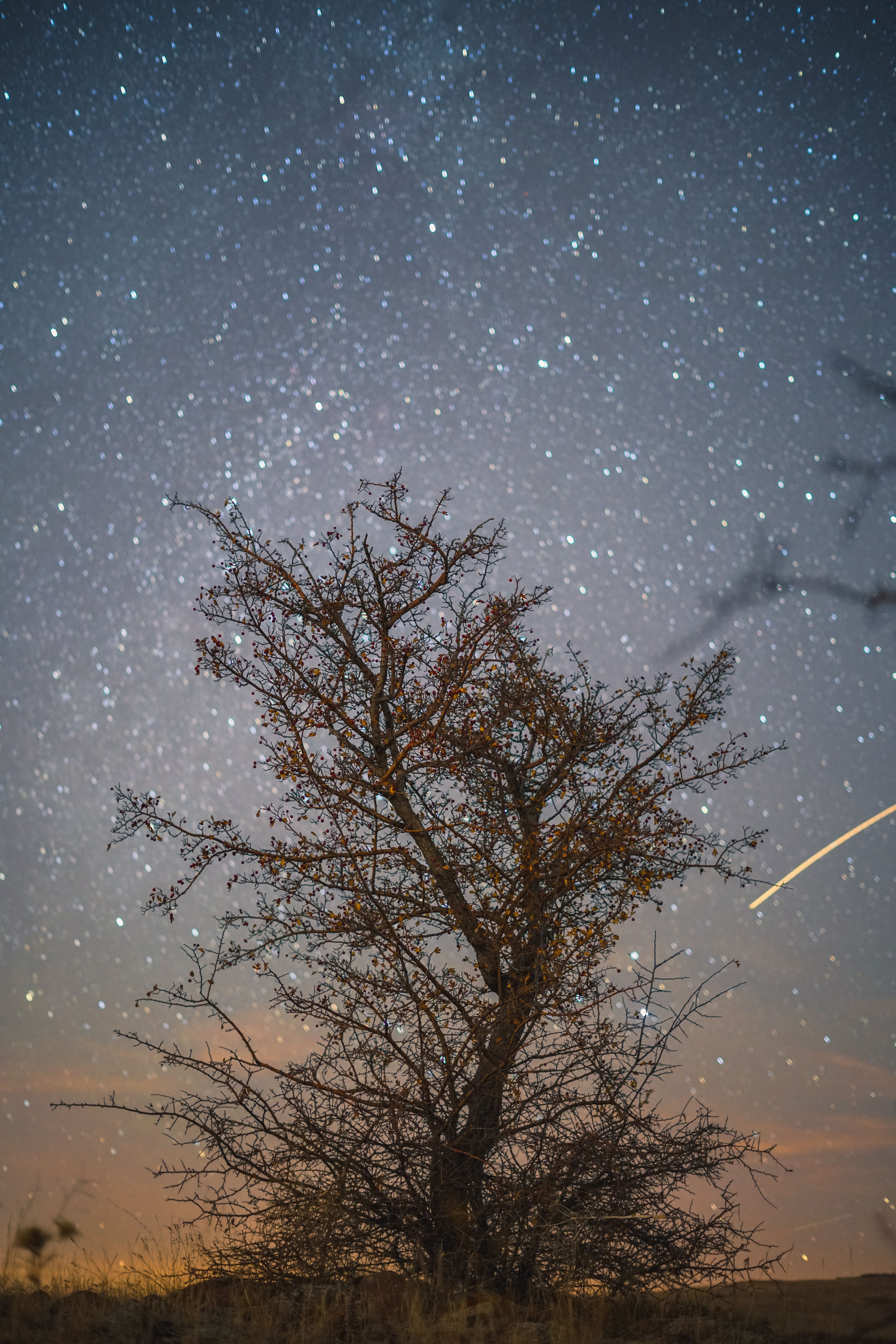 Leafless Tree under the Starry Night Sky · Free Stock Photo