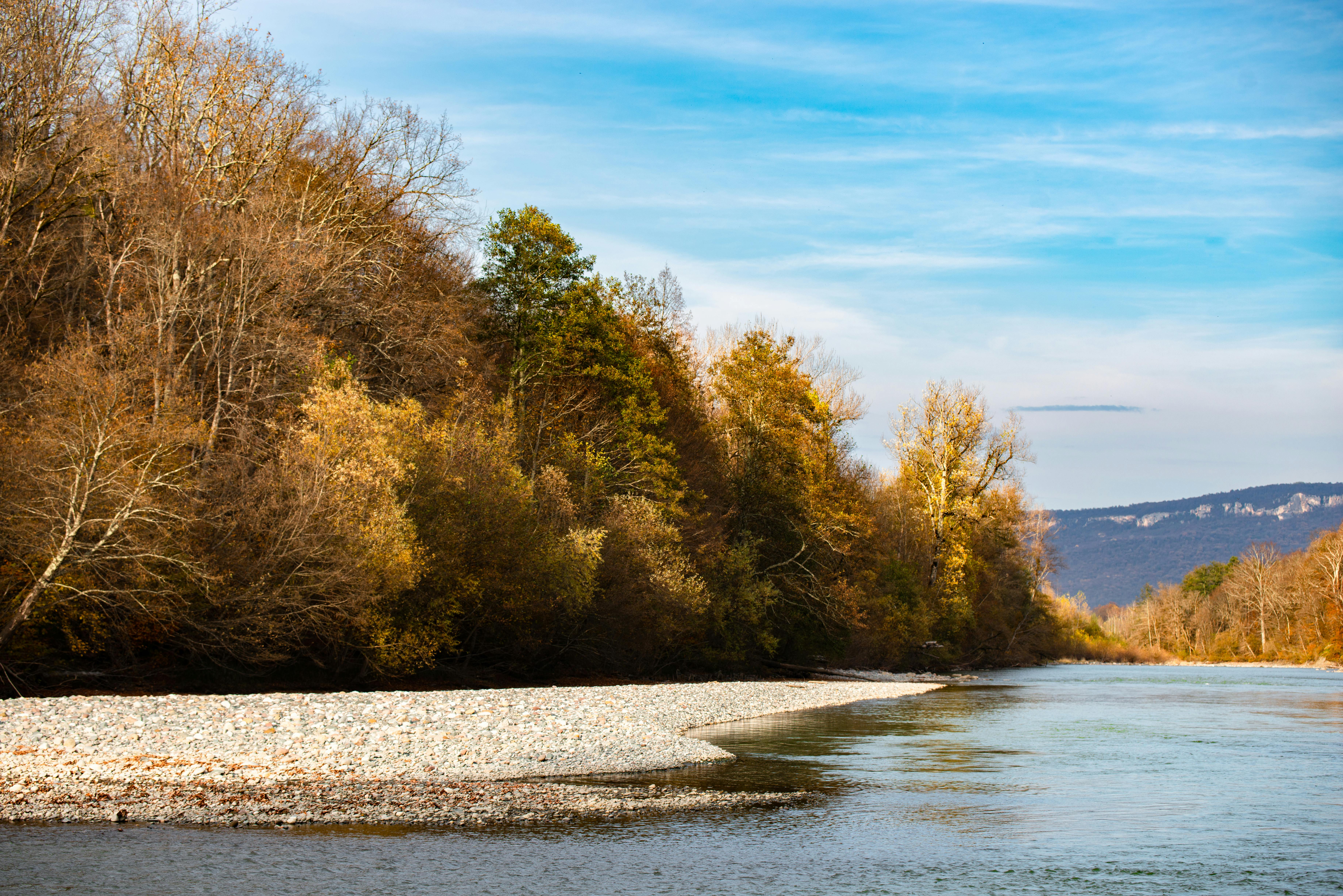 Green Trees Near a River Under Blue Sky · Free Stock Photo