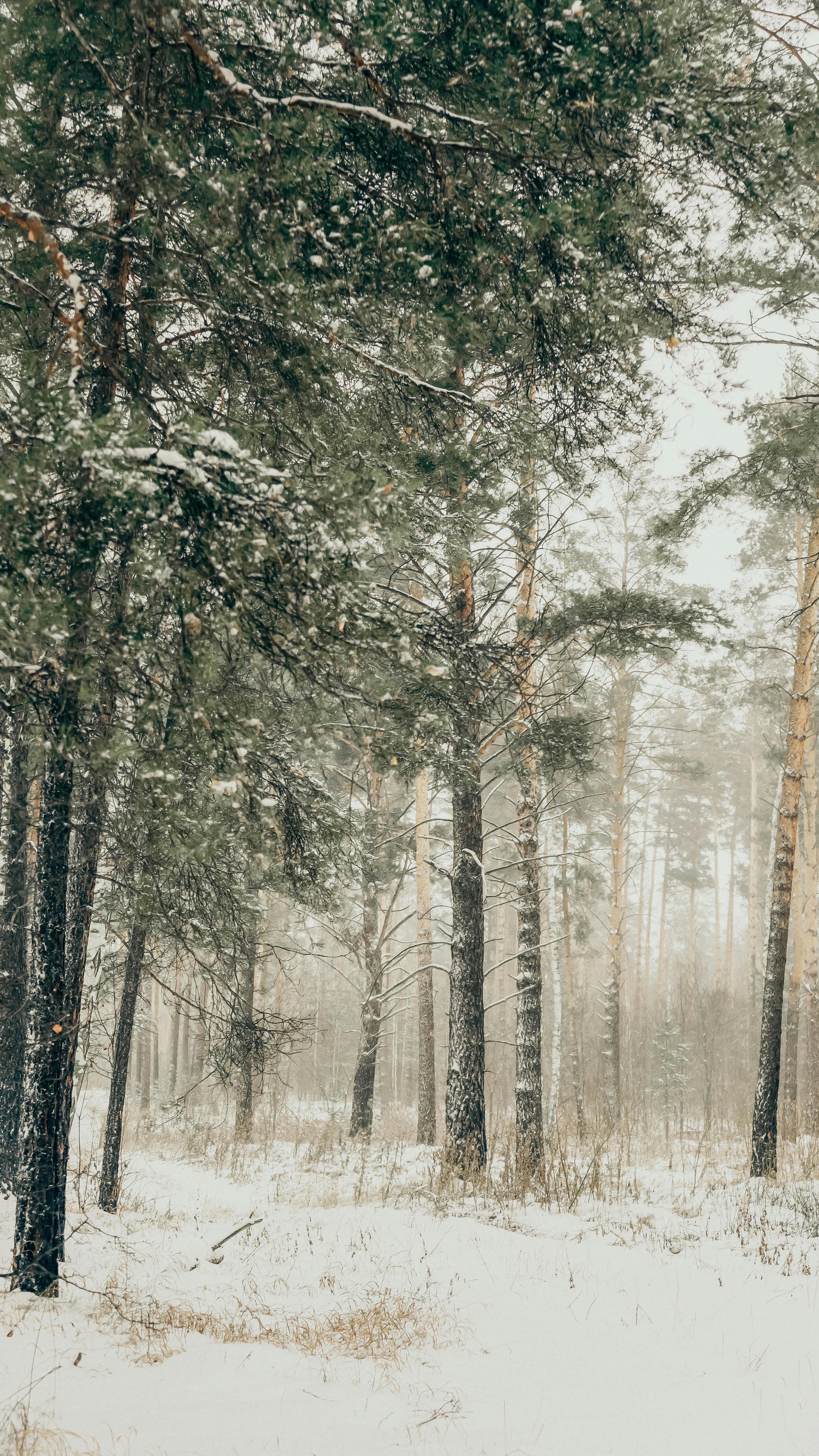 Snowstorm in Winter Forest · Free Stock Photo