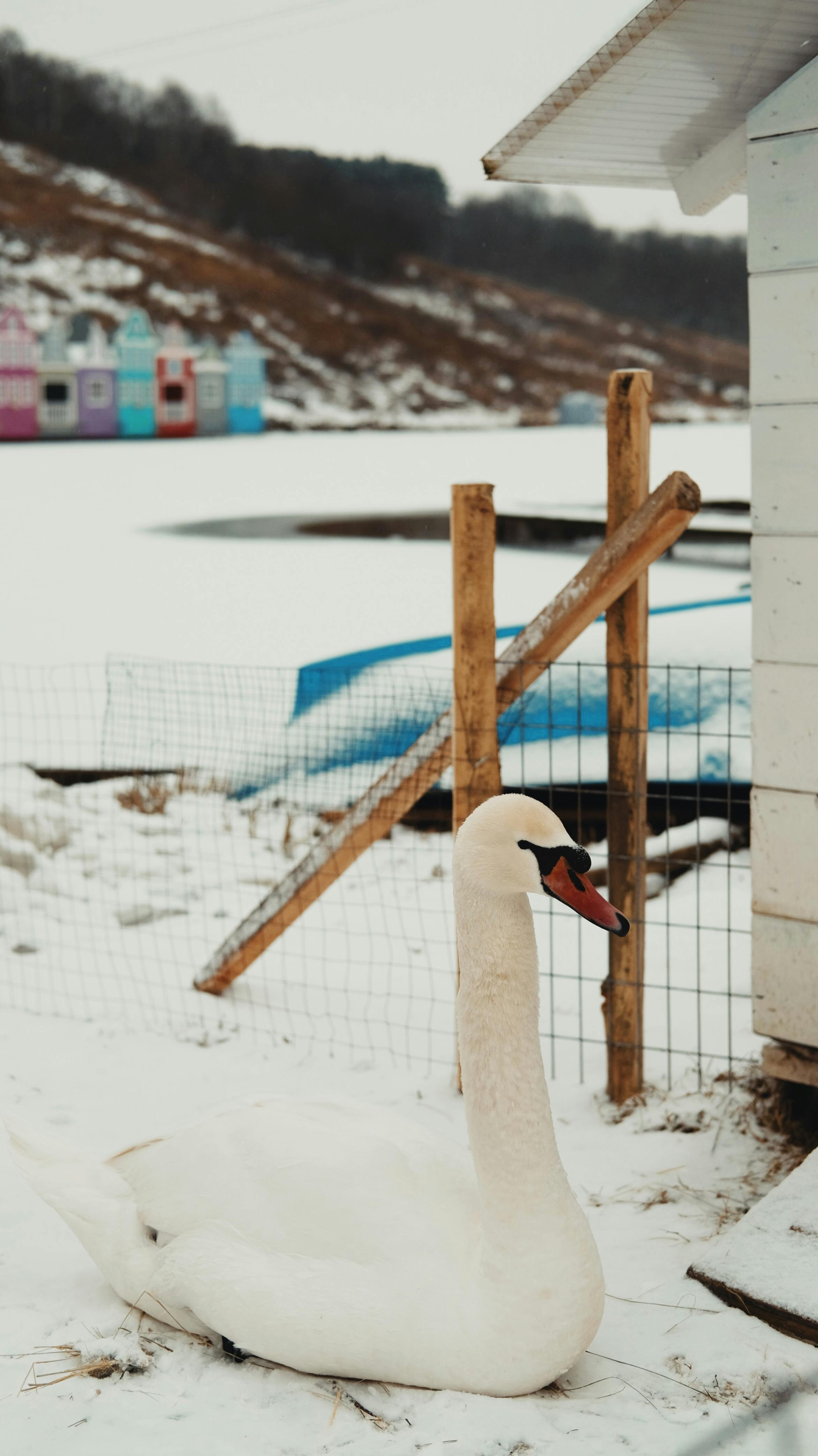 Swan Covering Chicks Photos, Download The BEST Free Swan Covering ...