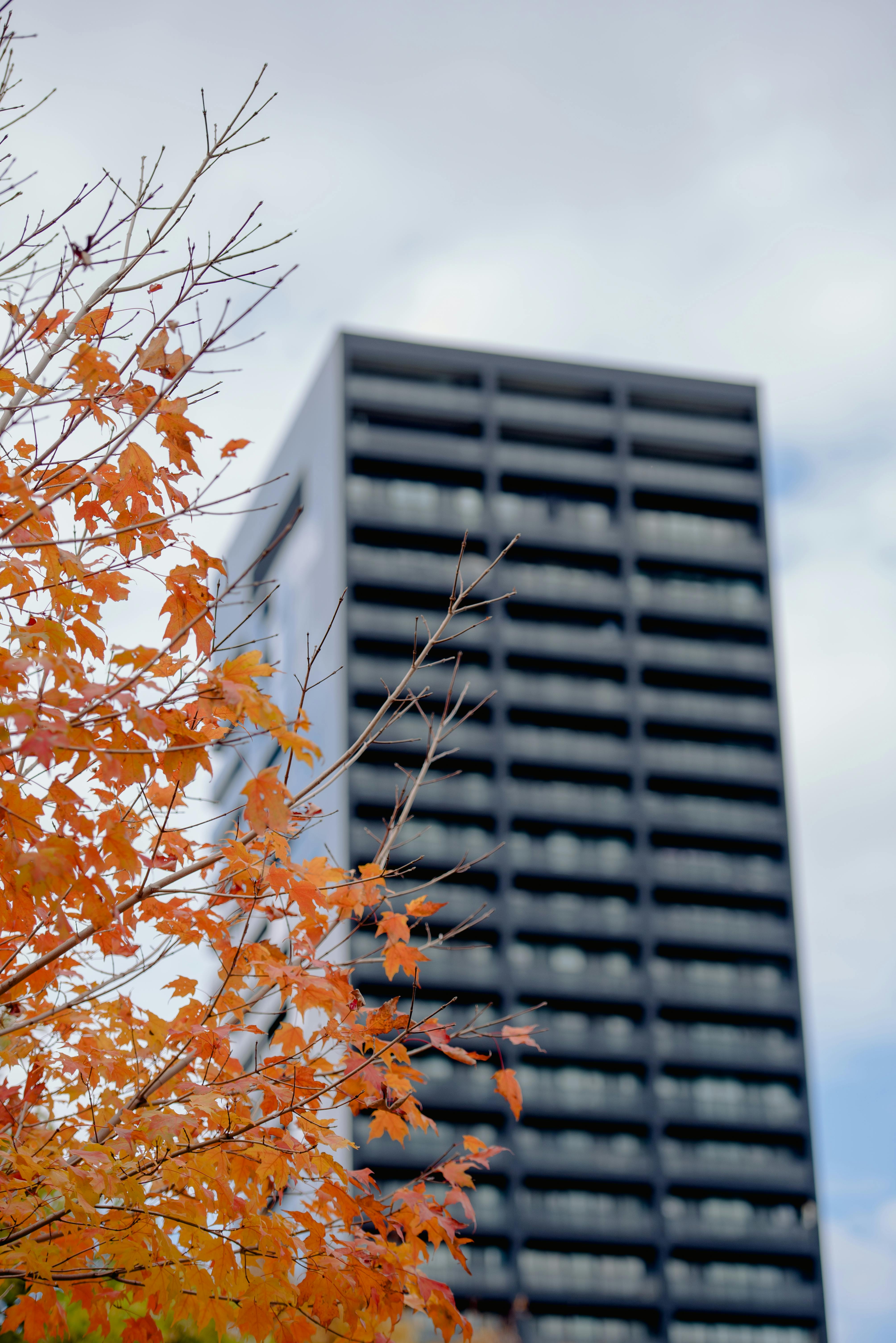 Autumn Tree with a Skyscraper in the Distance · Free Stock Photo