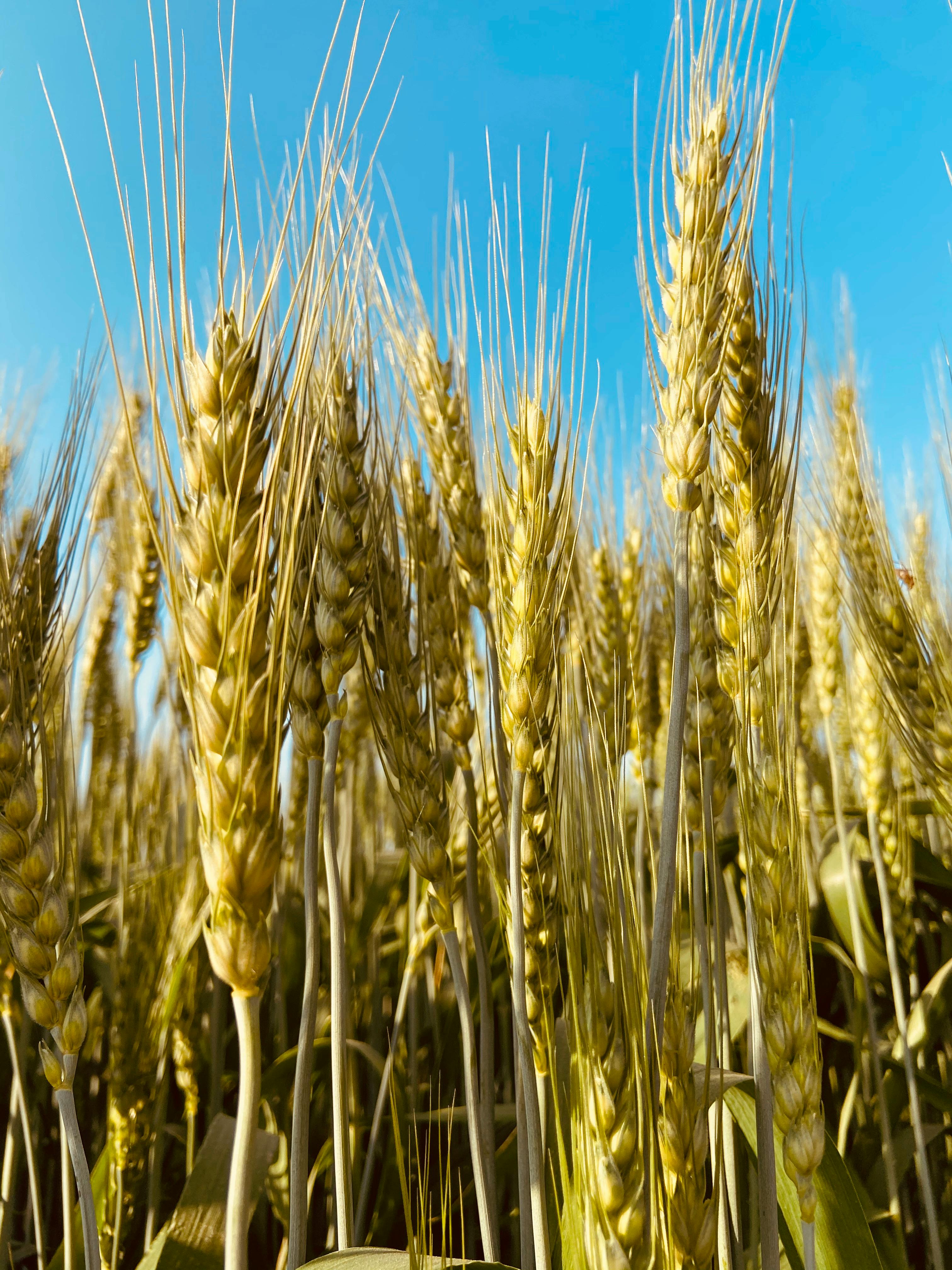 Mohit Tandon - Fotoğrafçılık