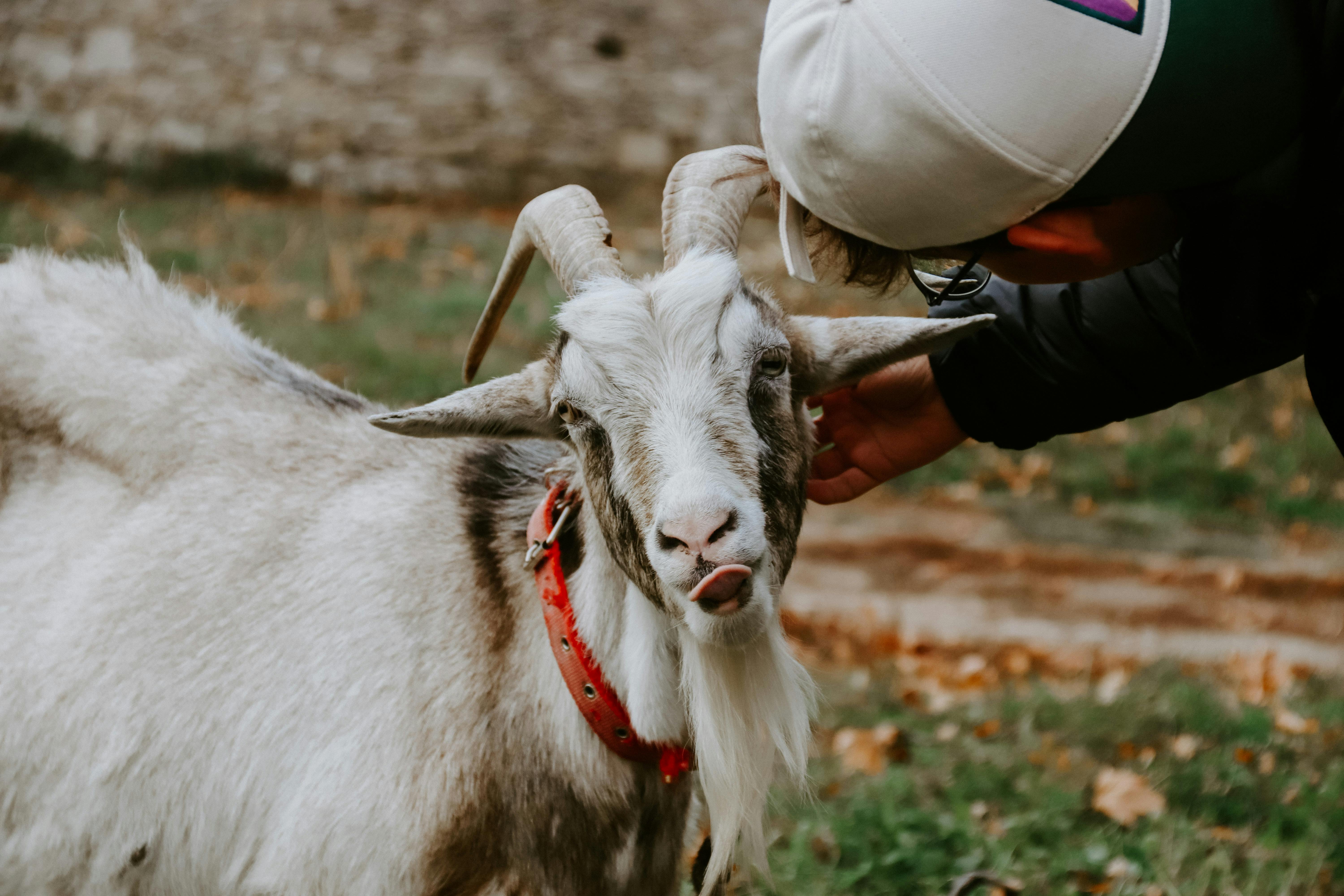 Person Patting Goat · Free Stock Photo