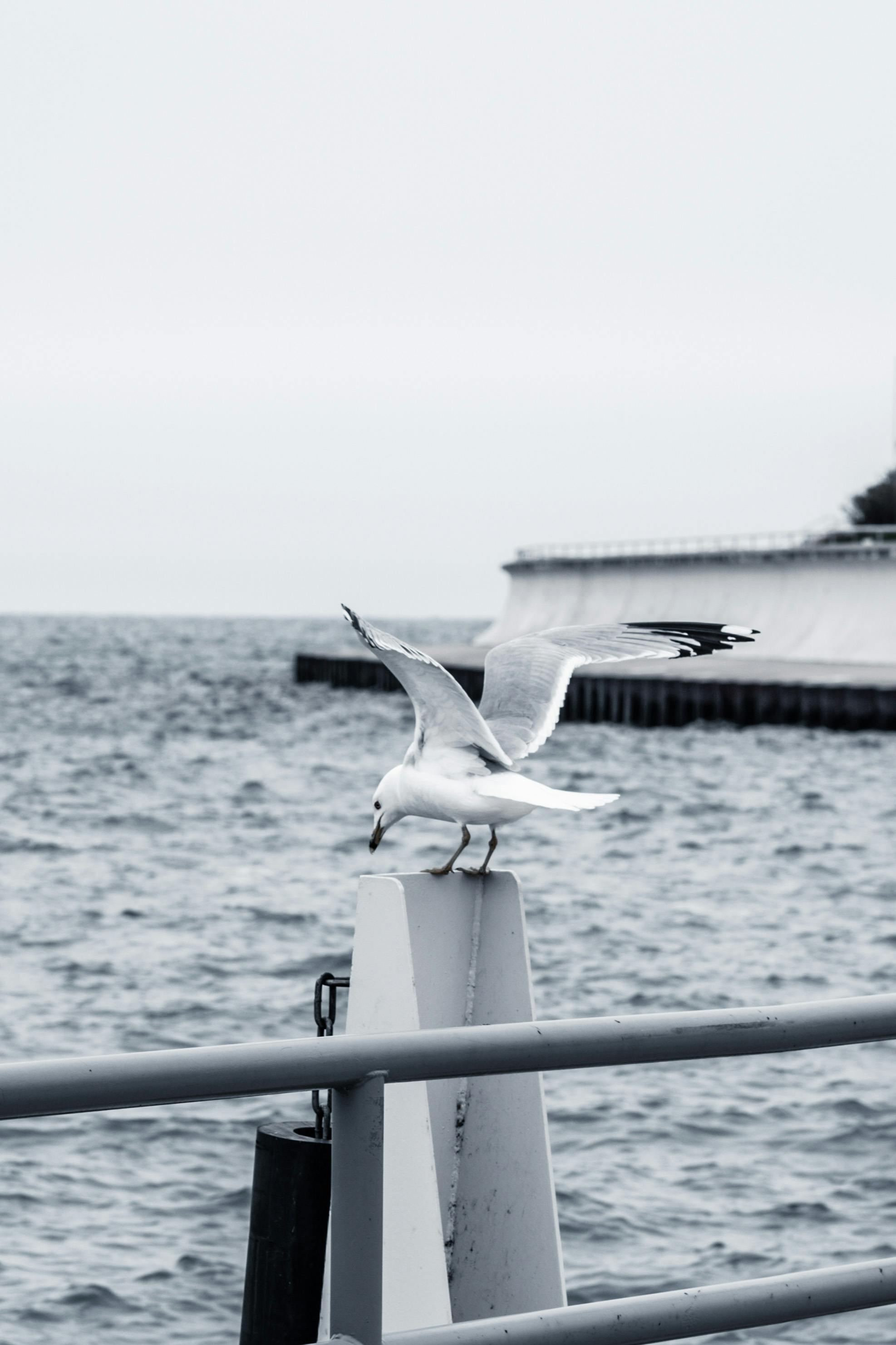 Grayscale Photo of White Birds · Free Stock Photo
