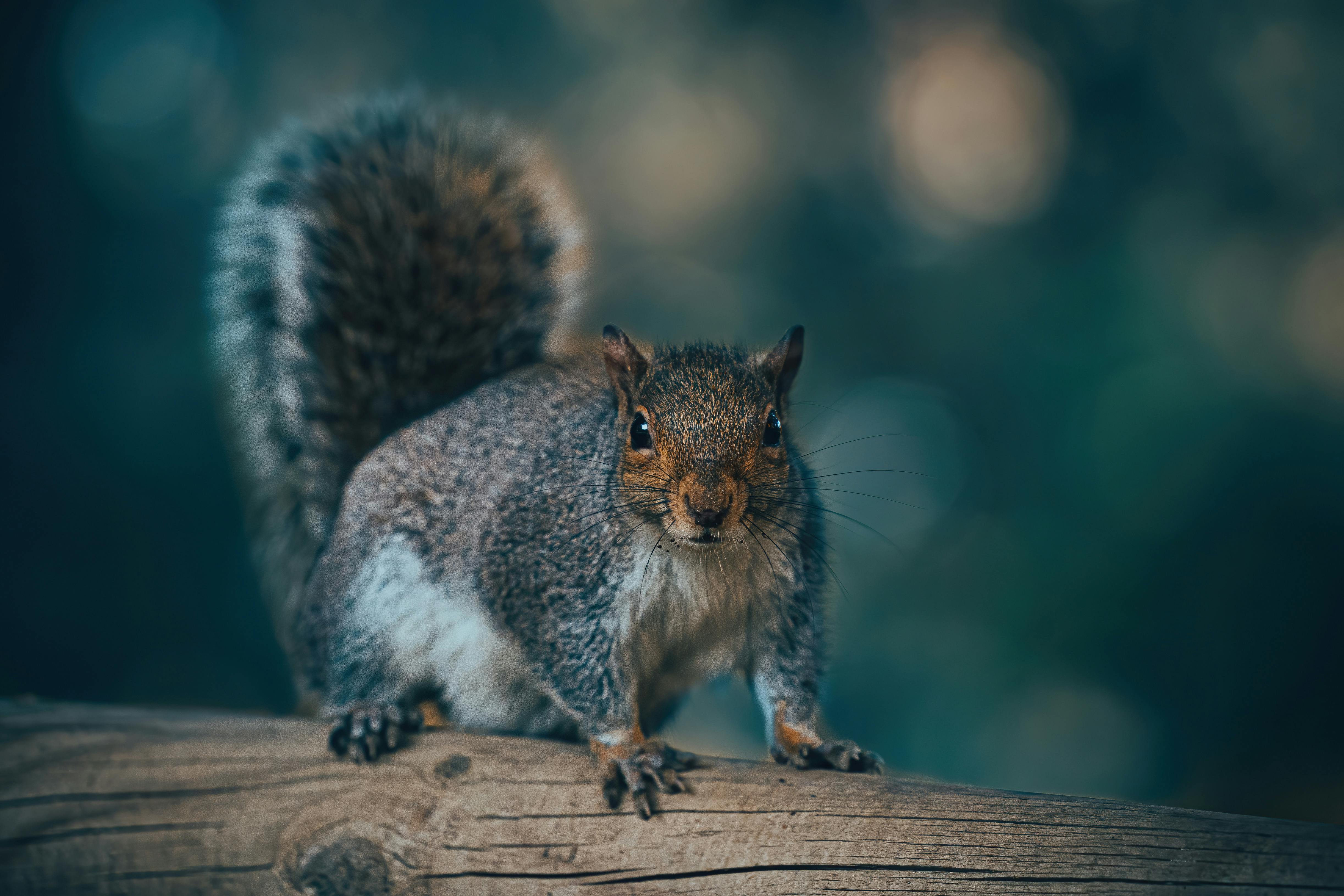 Squirrel on Tree Branch · Free Stock Photo