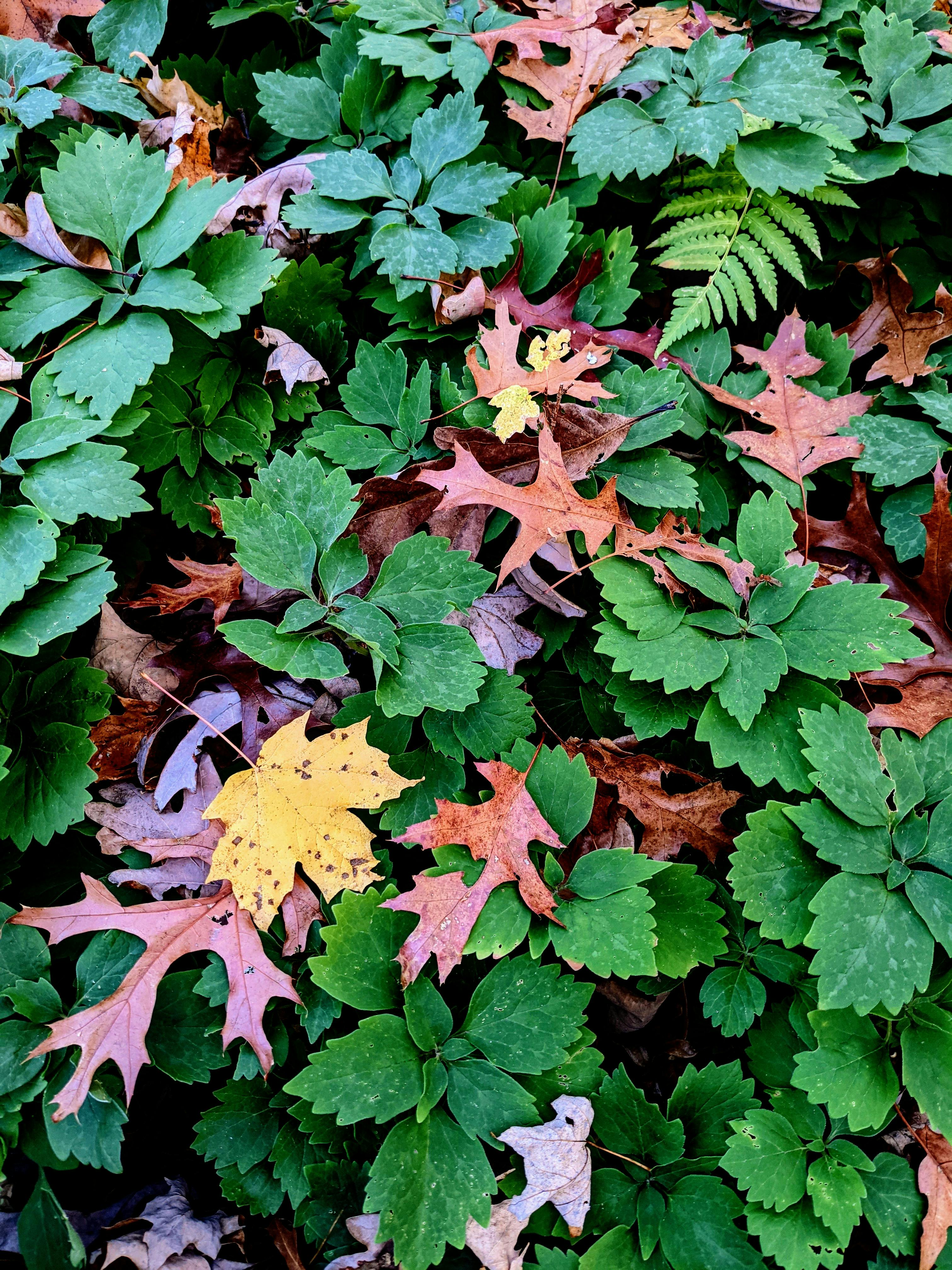 70+ Best Ambient Photos · 100% Free Download · Pexels Stock Photos