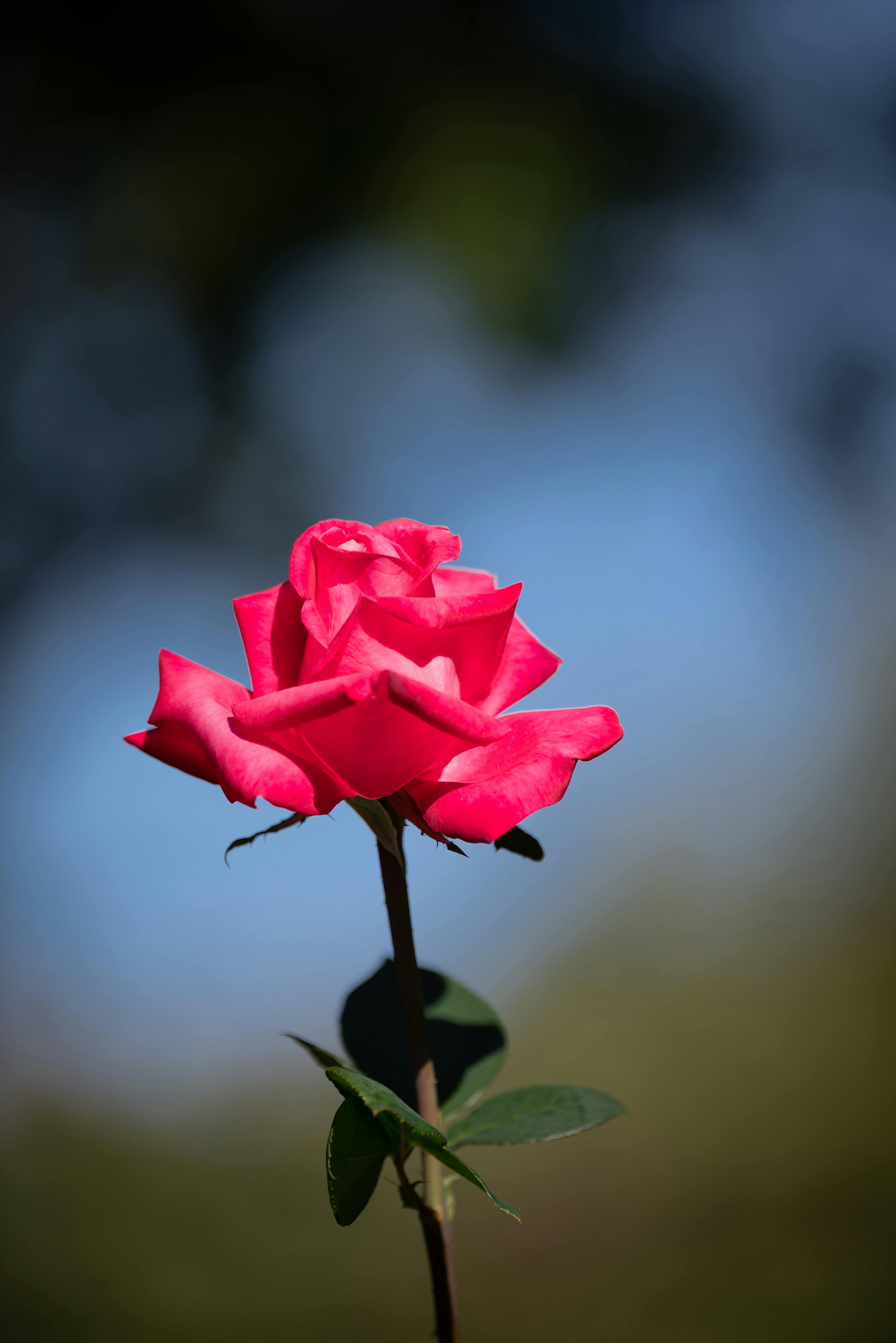 Close-Up Photography of Pink Rose · Free Stock Photo
