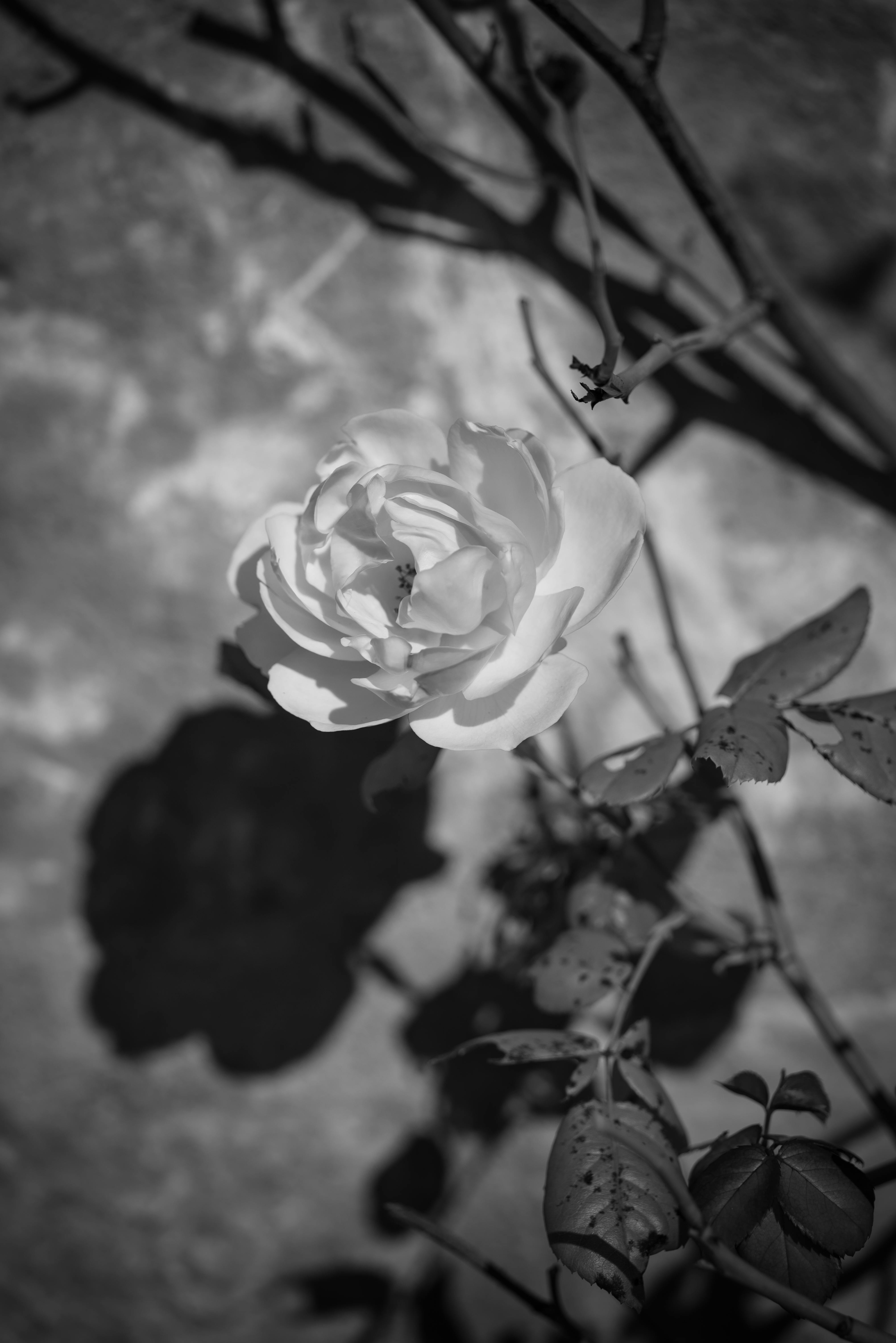 Grayscale Photo of a Blooming Rose Flower · Free Stock Photo