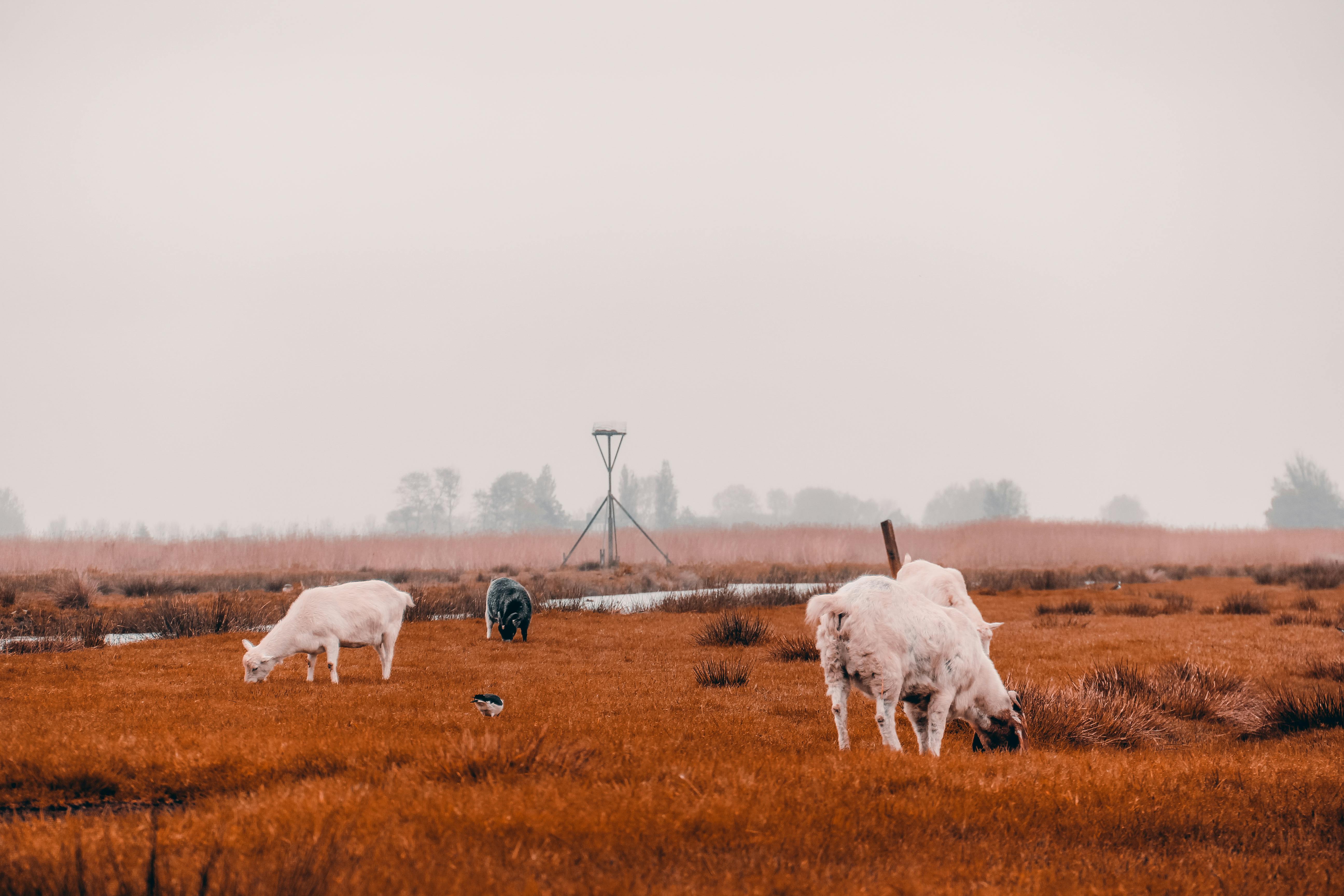 Beige Sheep on Green Grass Field Under Gray Sky · Free Stock Photo