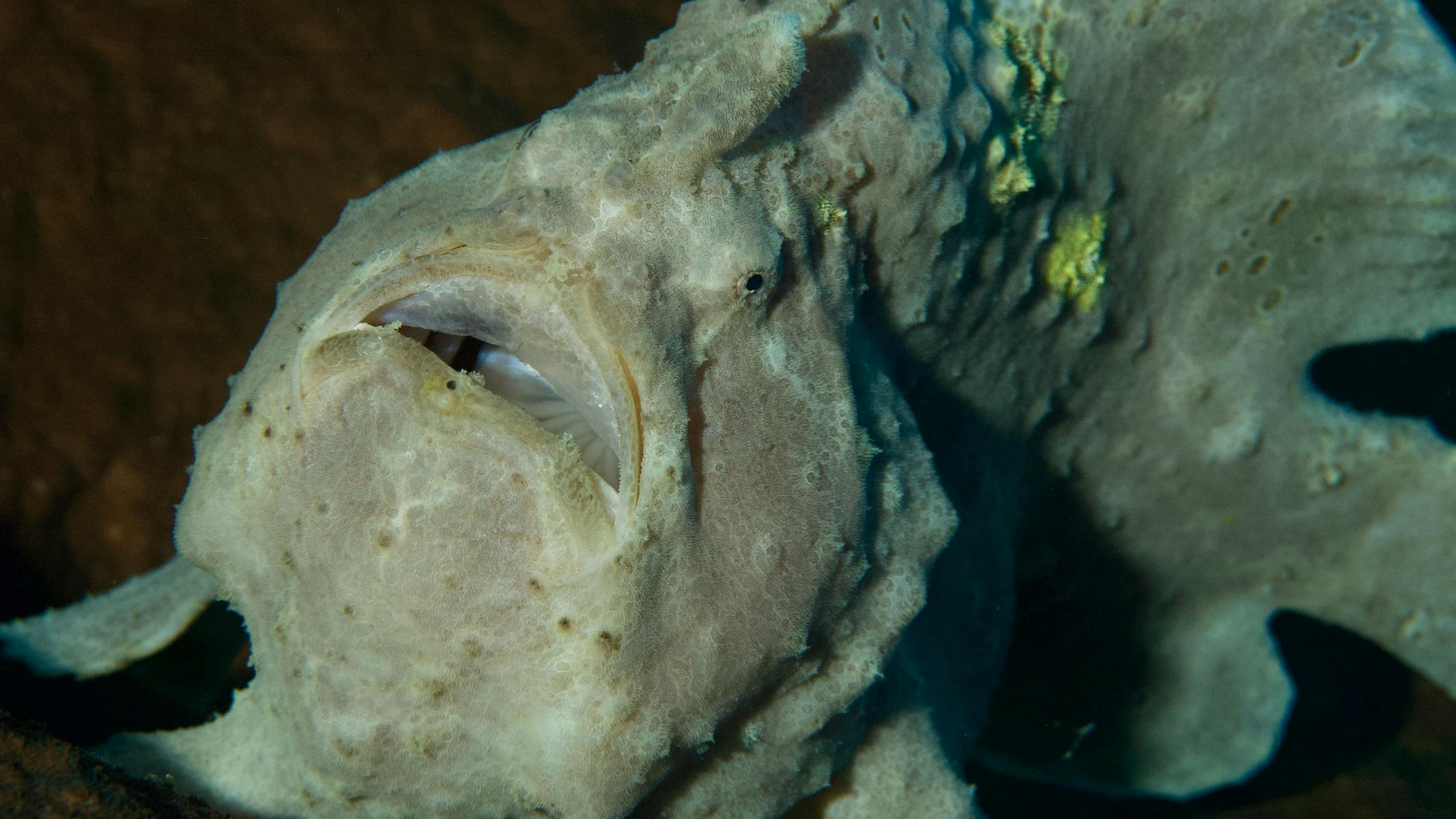Foto de stock gratuita sobre animal marino, animales acuáticos ...