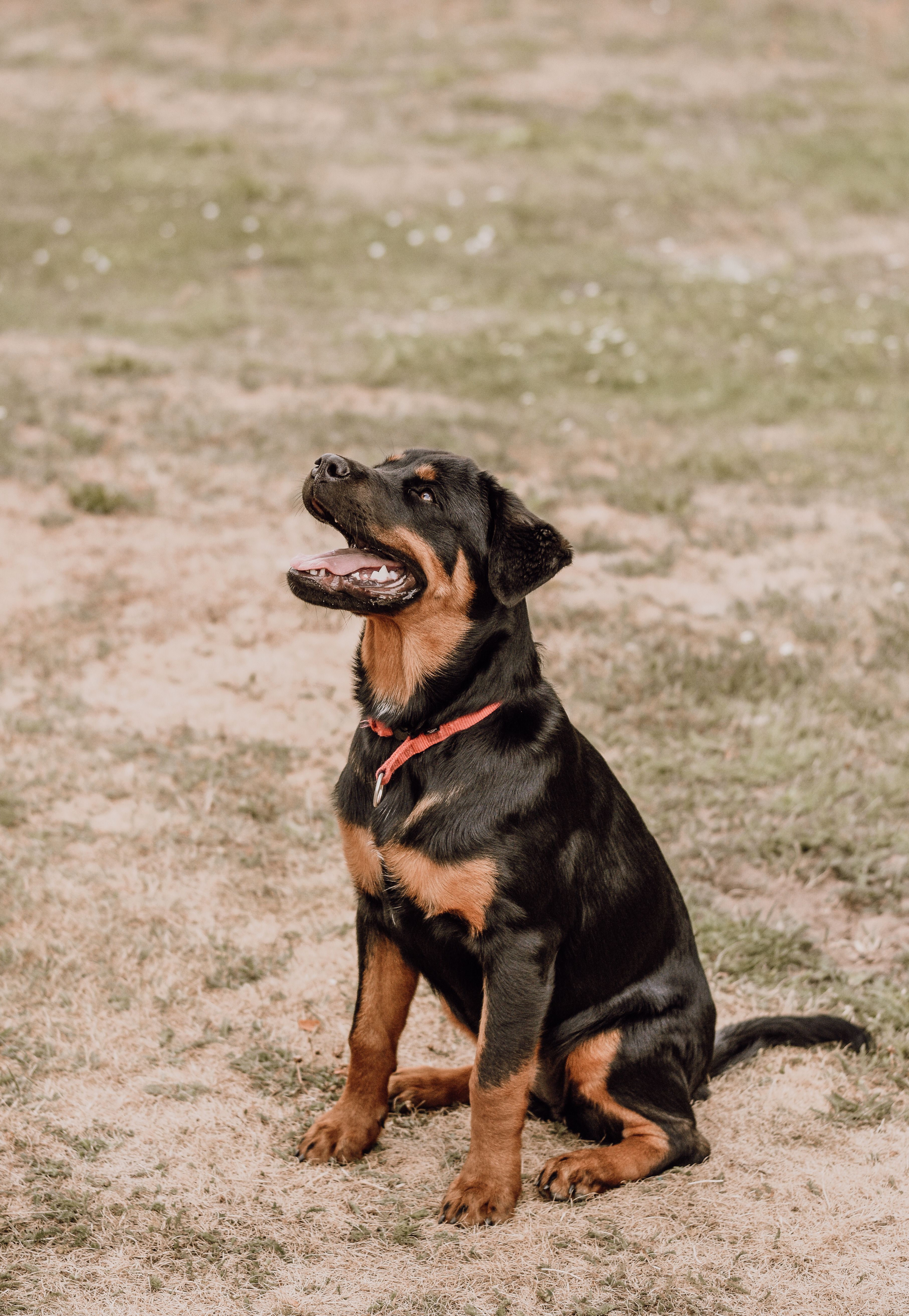 Dog Rotwer Photos, Download The BEST Free Dog Rotwer Stock Photos & HD ...