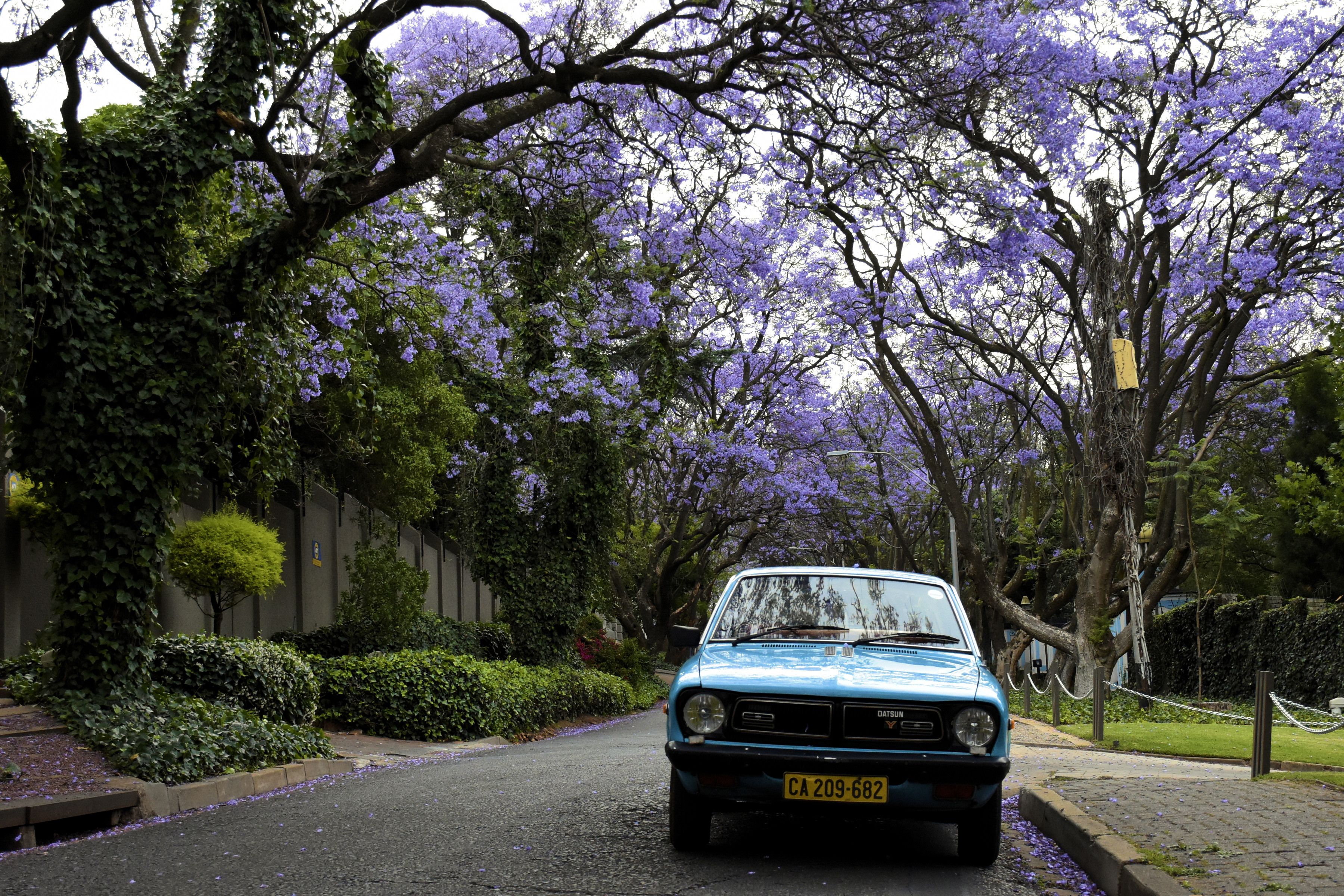 Blue Vintage Car under the Jacaranda Tree · Free Stock Photo