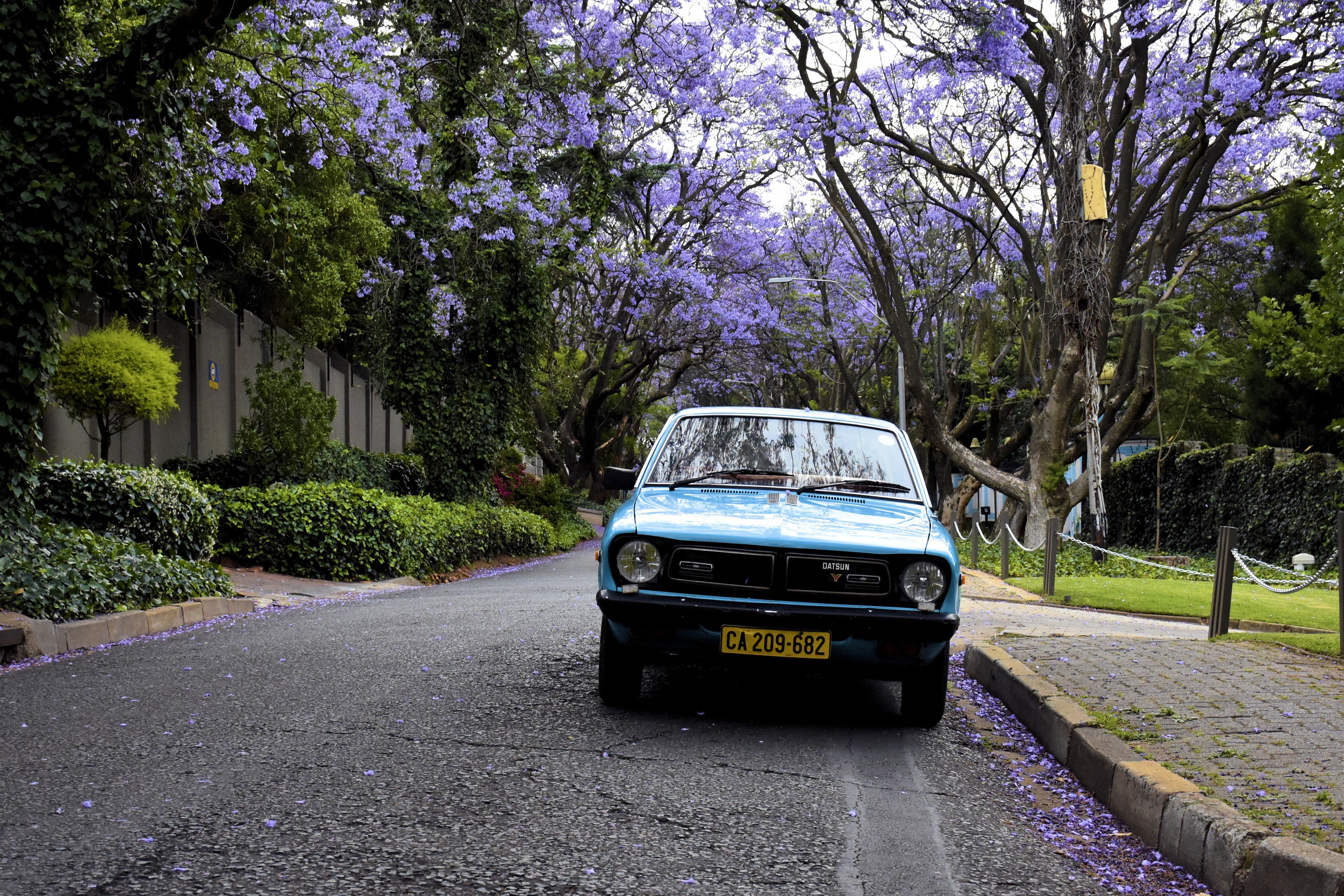 Blue Car Parked under the Jacaranda Tree · Free Stock Photo