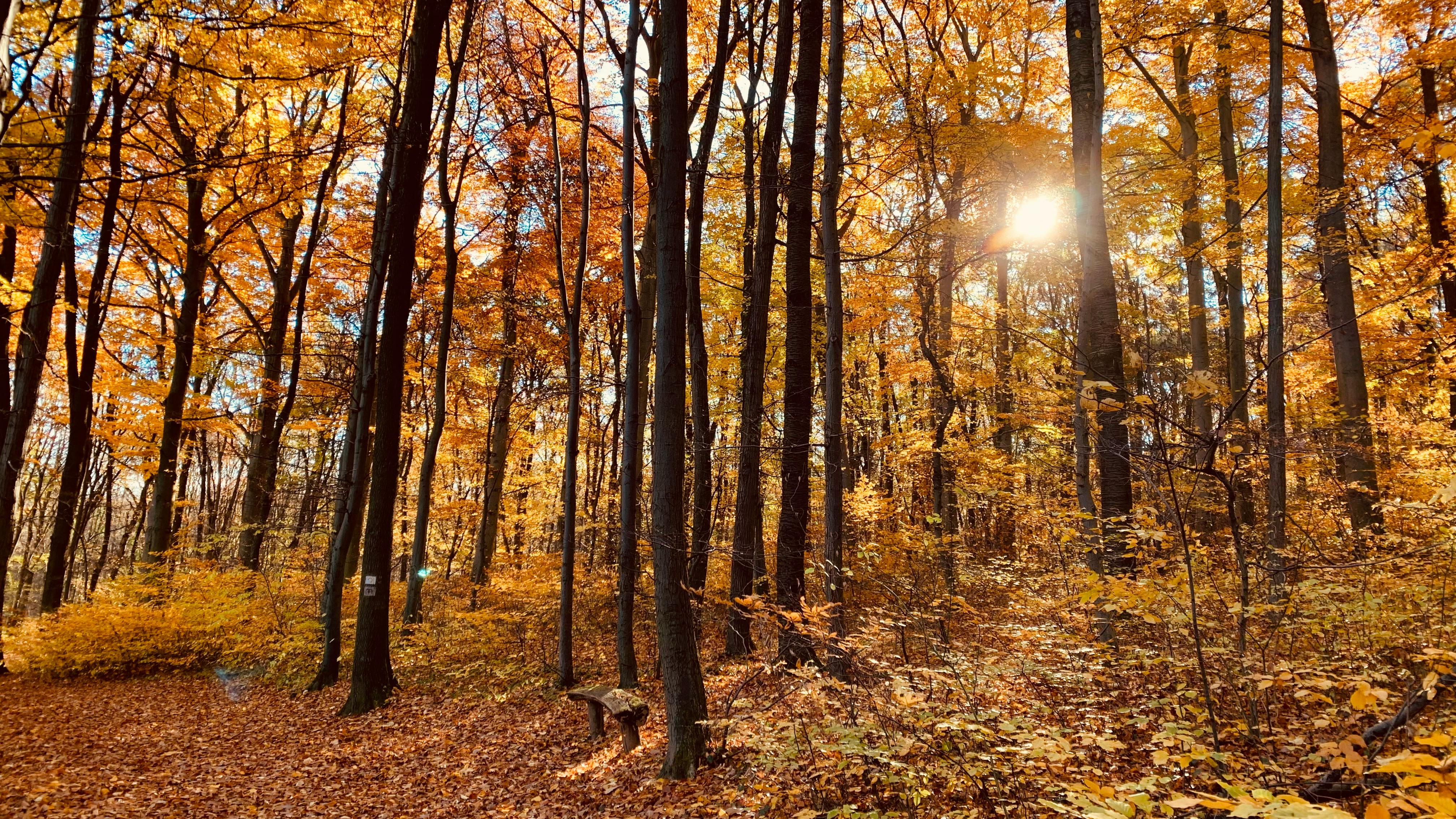 A Forest During Autumn · Free Stock Photo