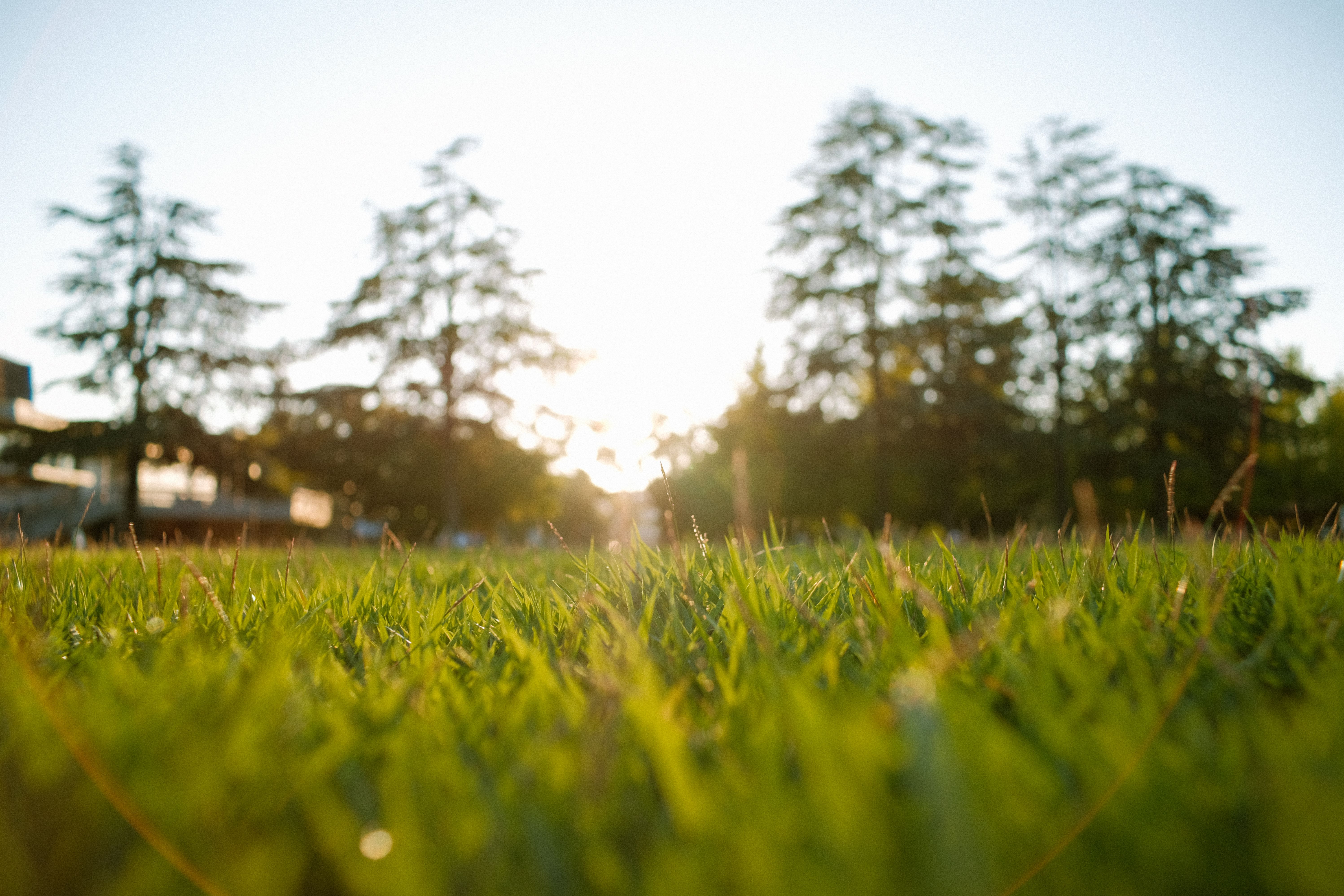 Close up of a Lawn · Free Stock Photo
