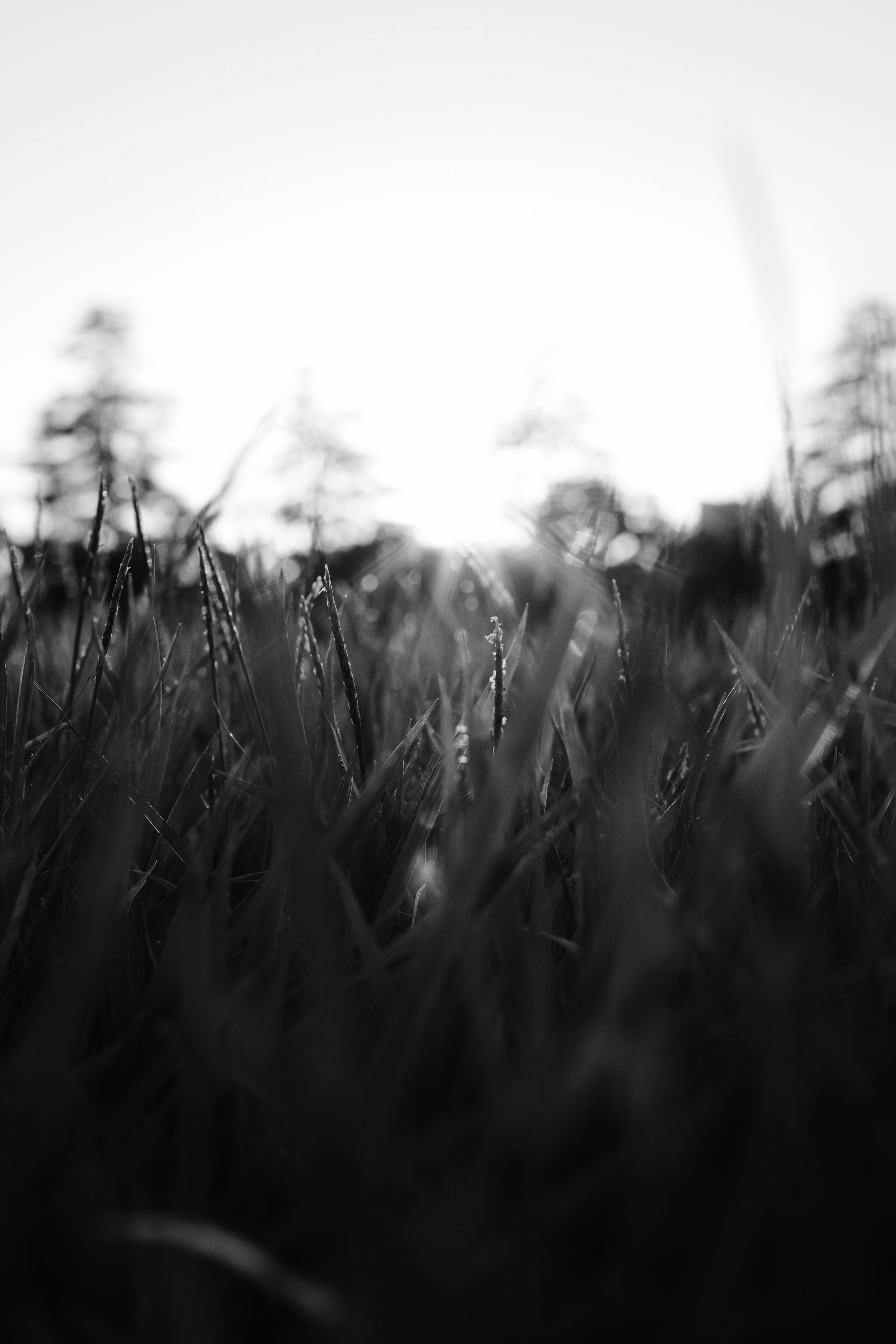Grayscale Photo Grass Field · Free Stock Photo