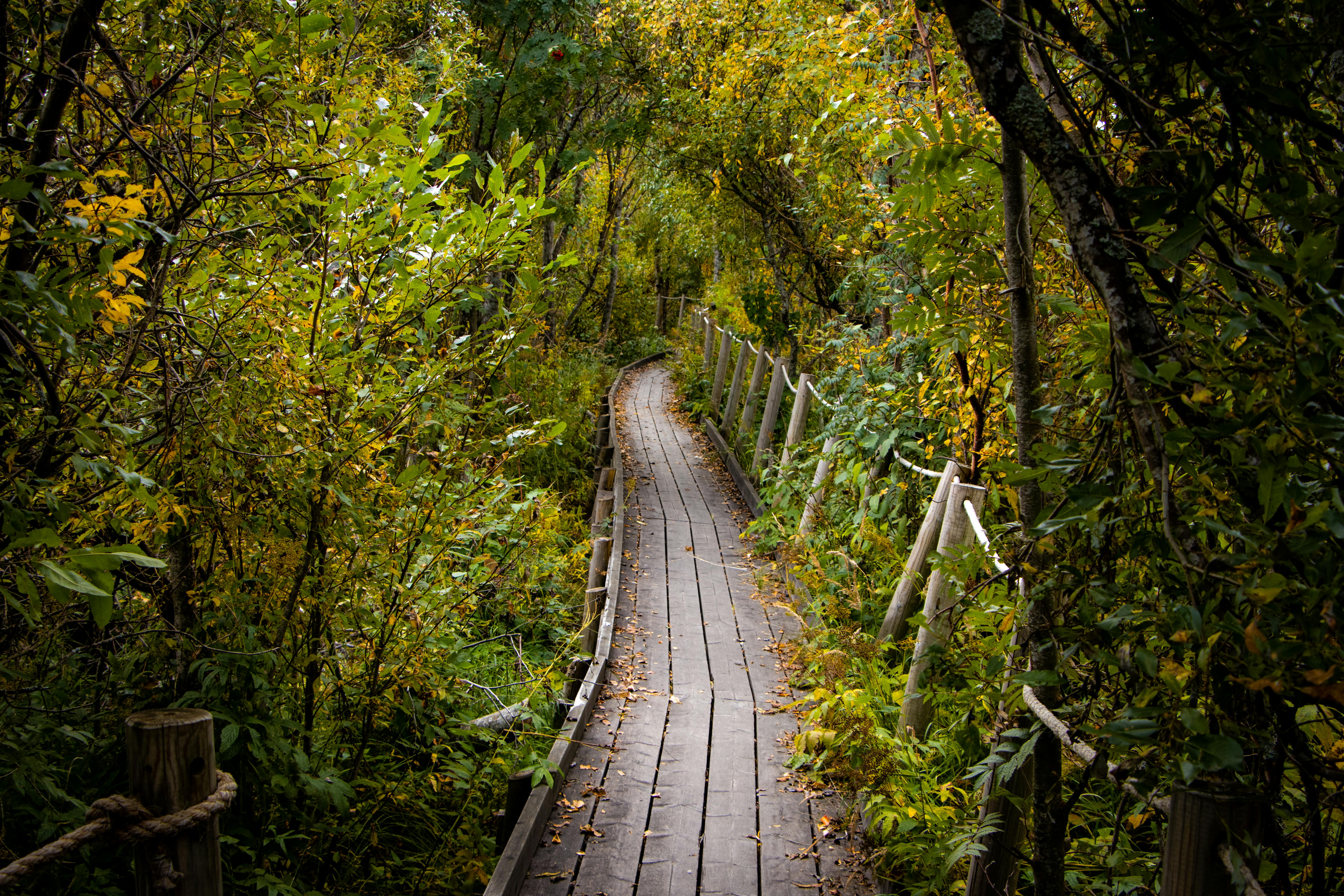 A Wooden Bridge in the Forest · Free Stock Photo