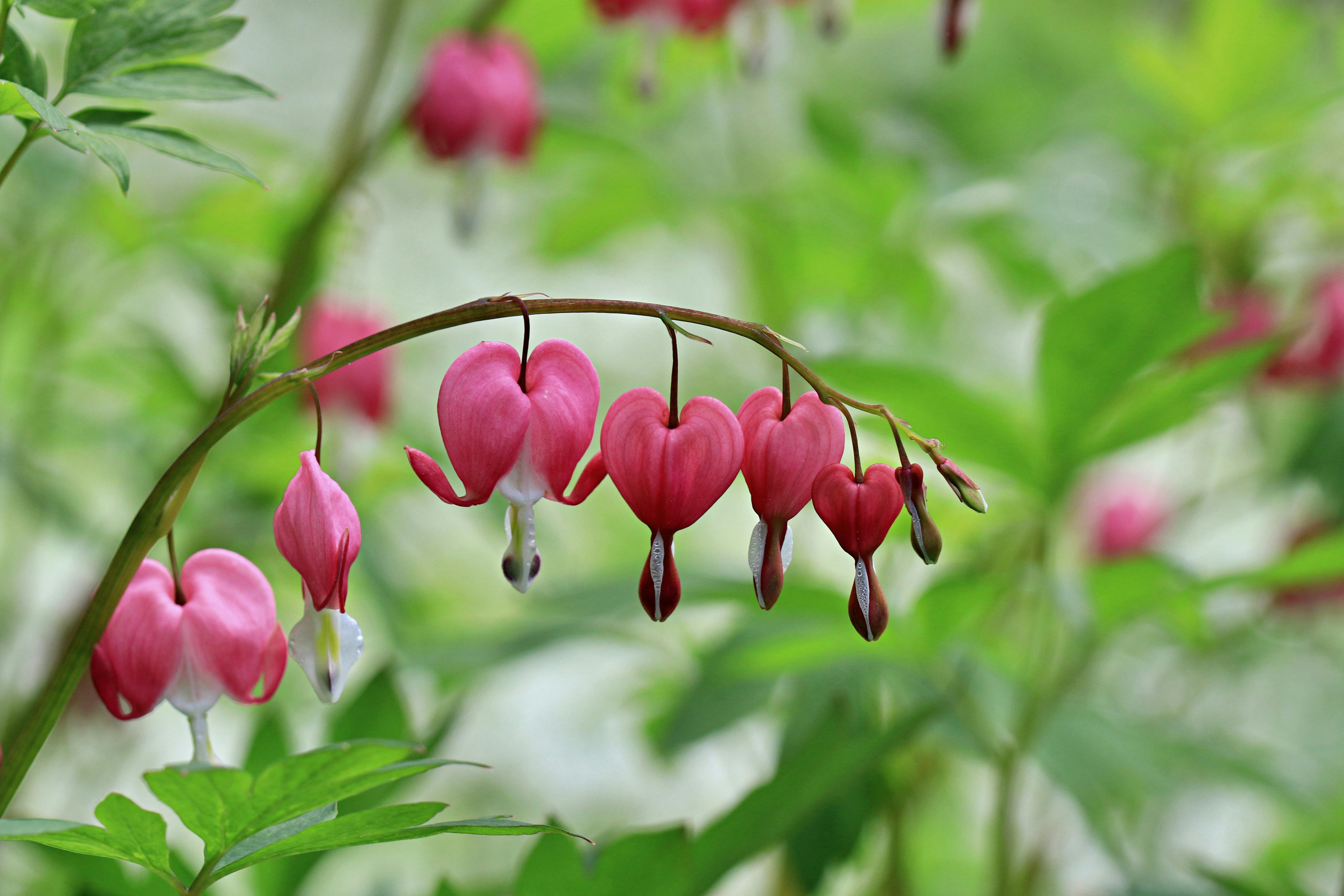 An Asian Bleeding Heart Flower Photo · Free Stock Photo
