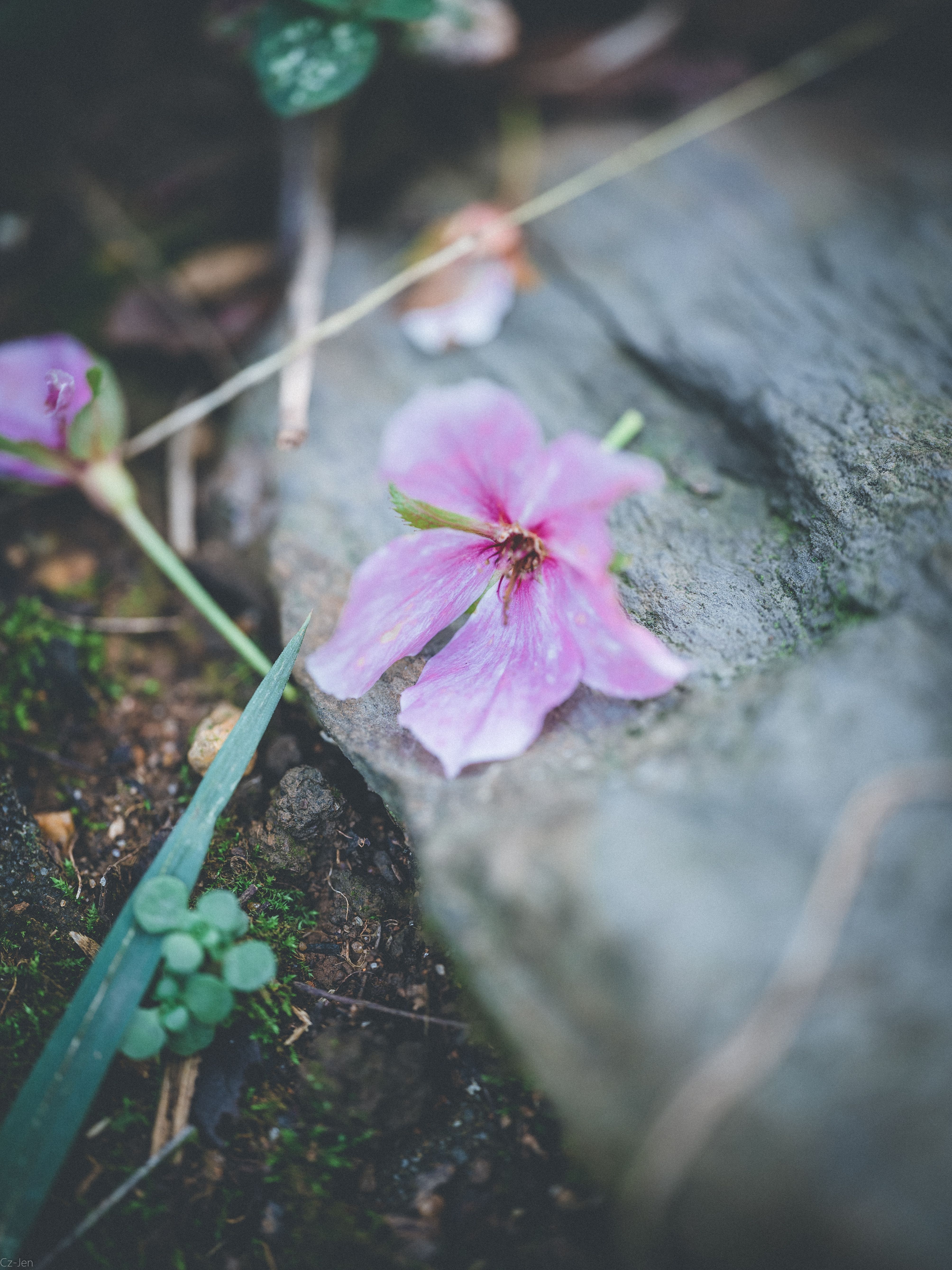 Close up of a Flower Head · Free Stock Photo