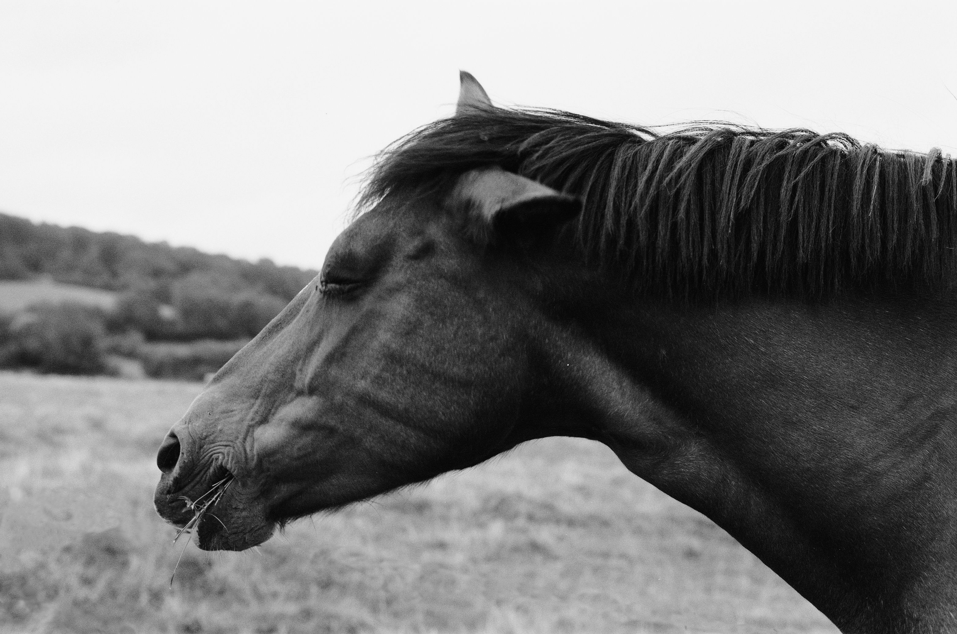 Grayscale Photo of a Horse · Free Stock Photo