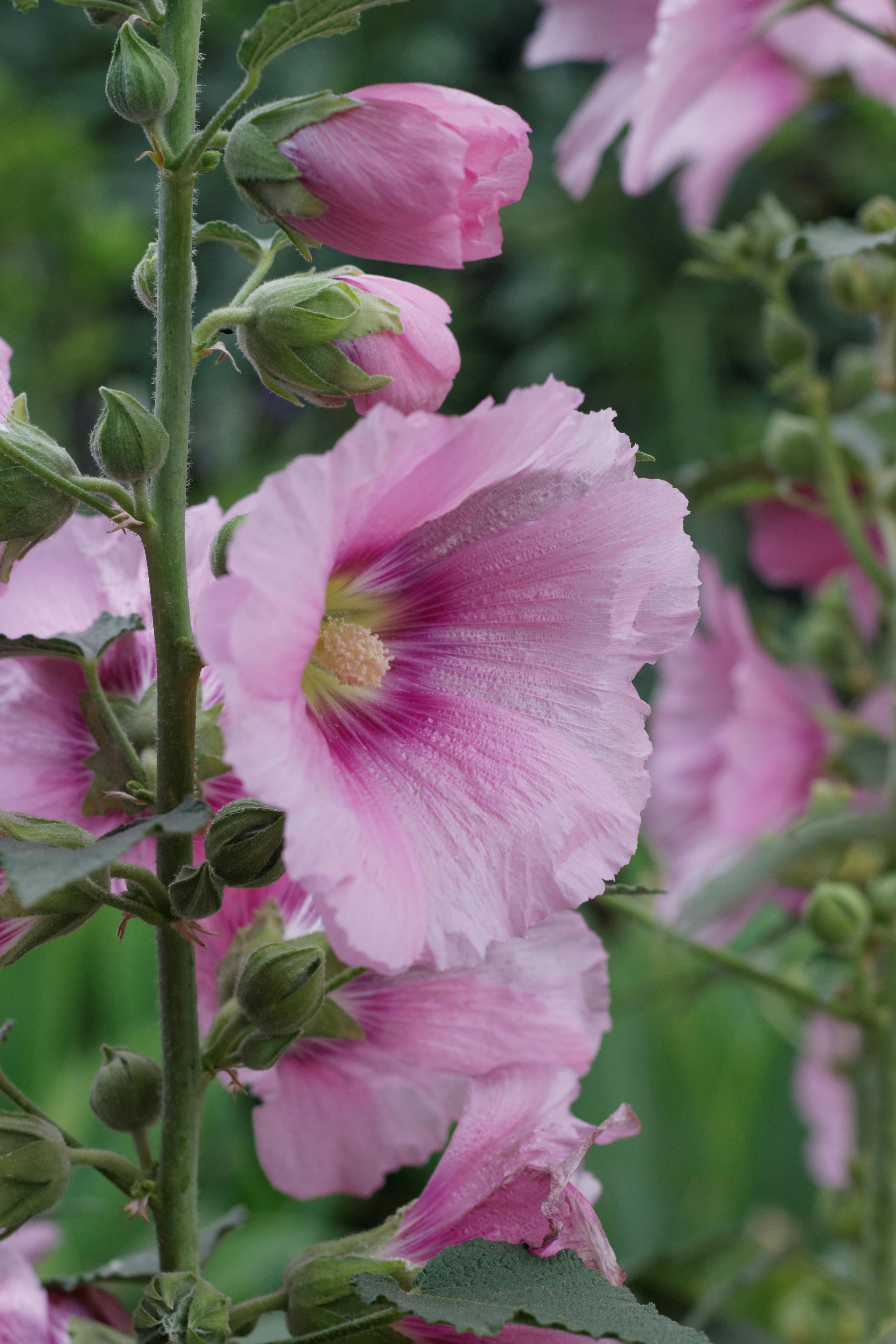 Pink Hollyhock Flowers in Close-Up Photography · Free Stock Photo