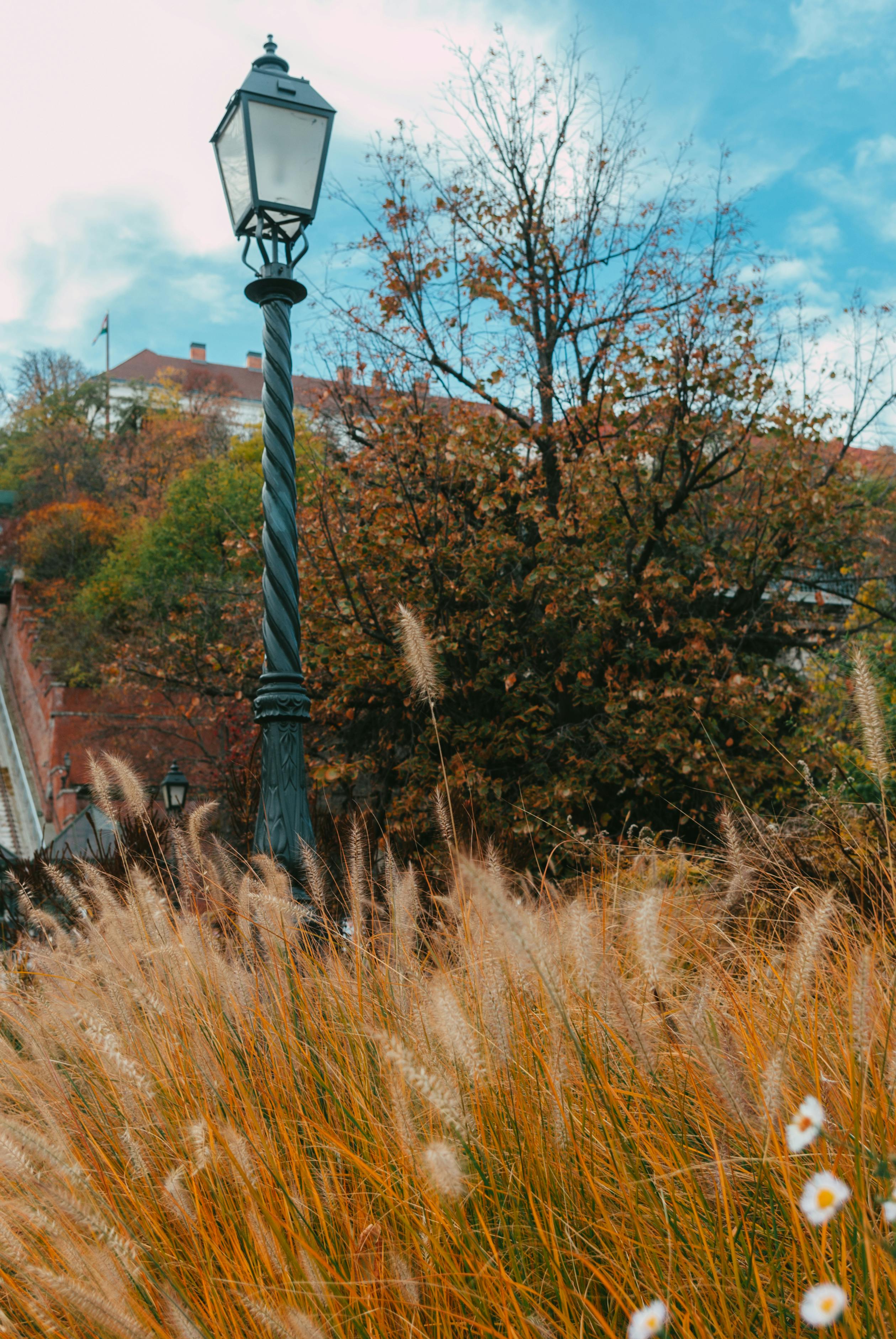 Street Lamp and Tree · Free Stock Photo