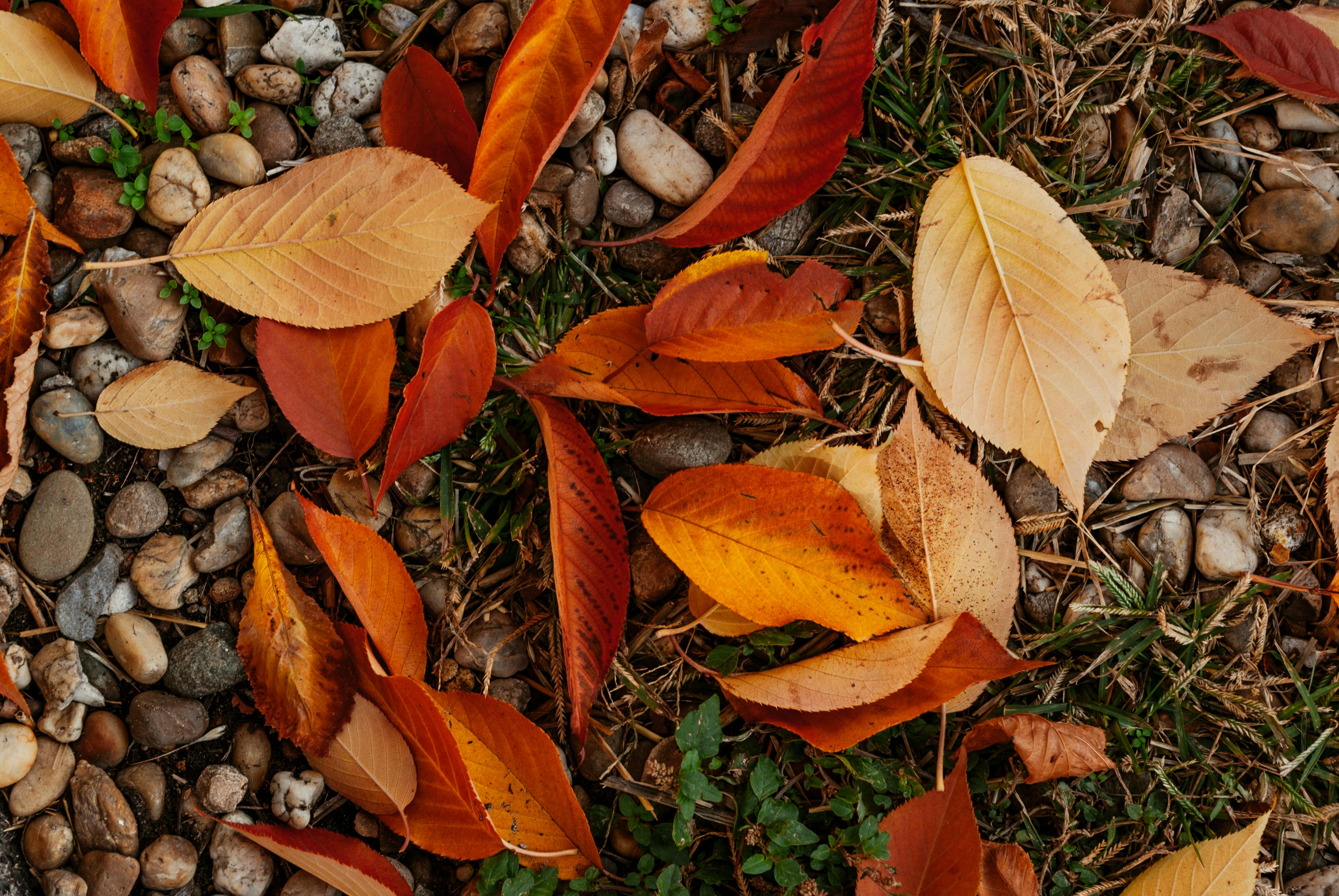 Autumn Leaves on Ground · Free Stock Photo