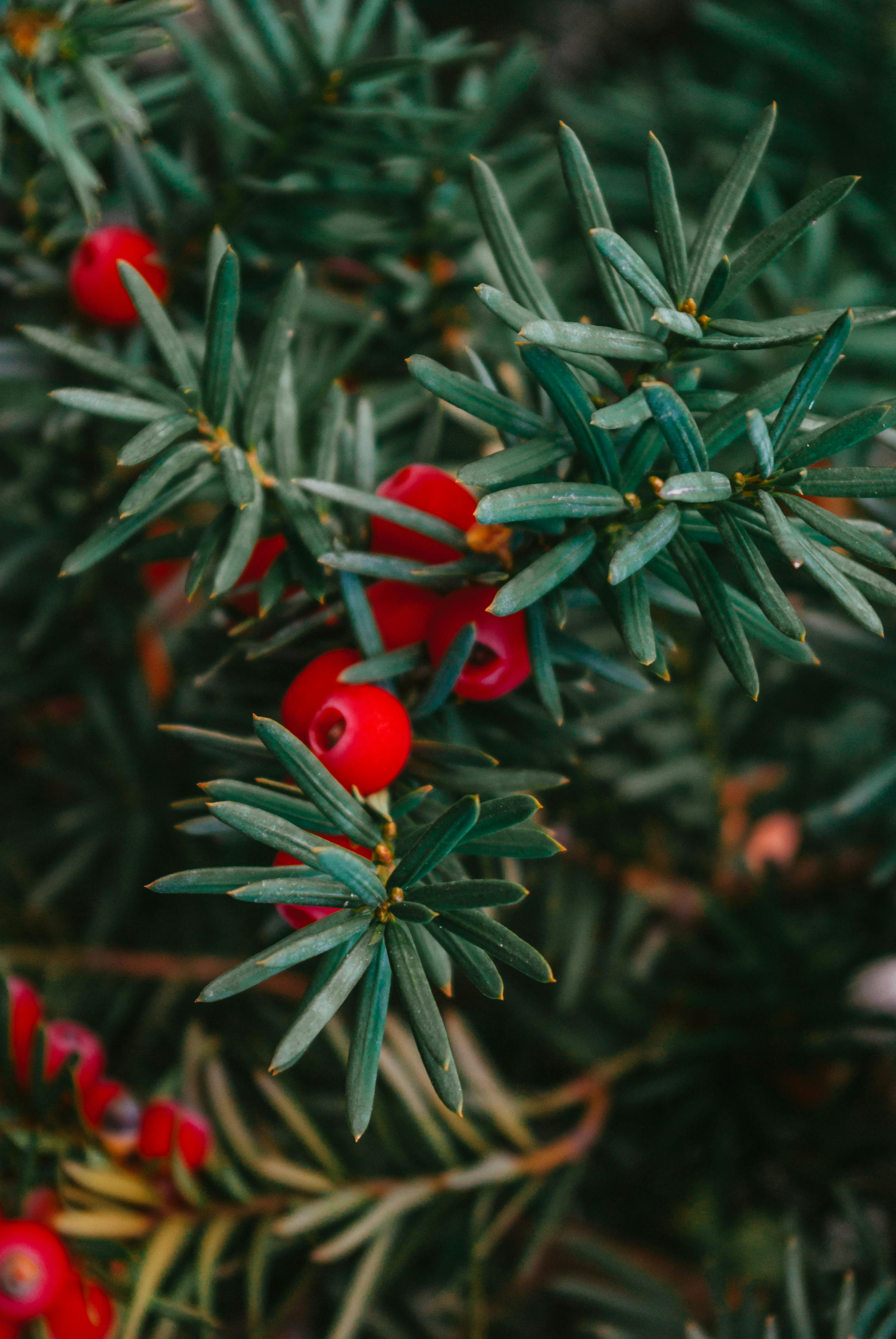 Evergreen Berries Photos, Download Free Evergreen Berries Stock Photos ...