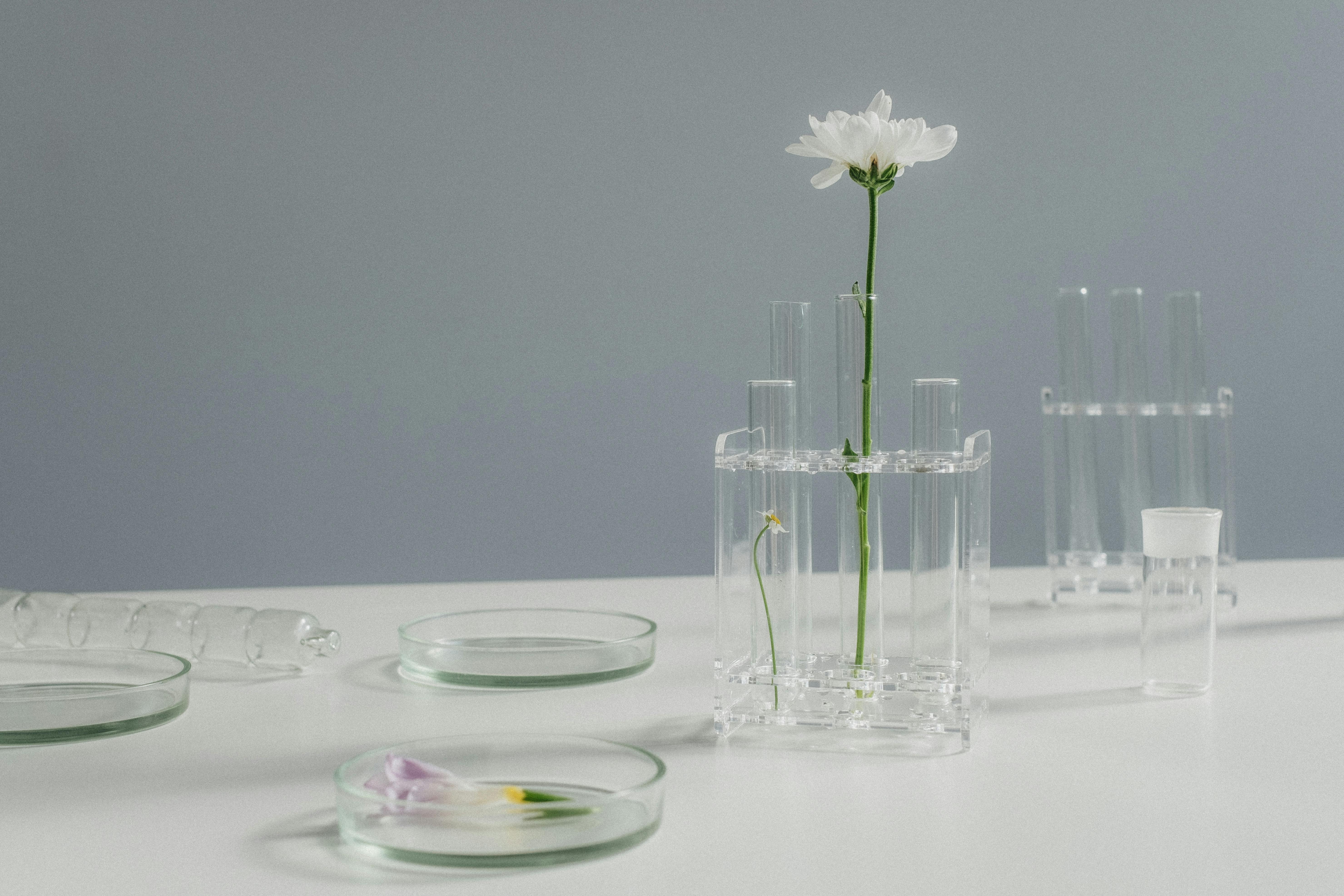 A White Flower in Test Tube · Free Stock Photo