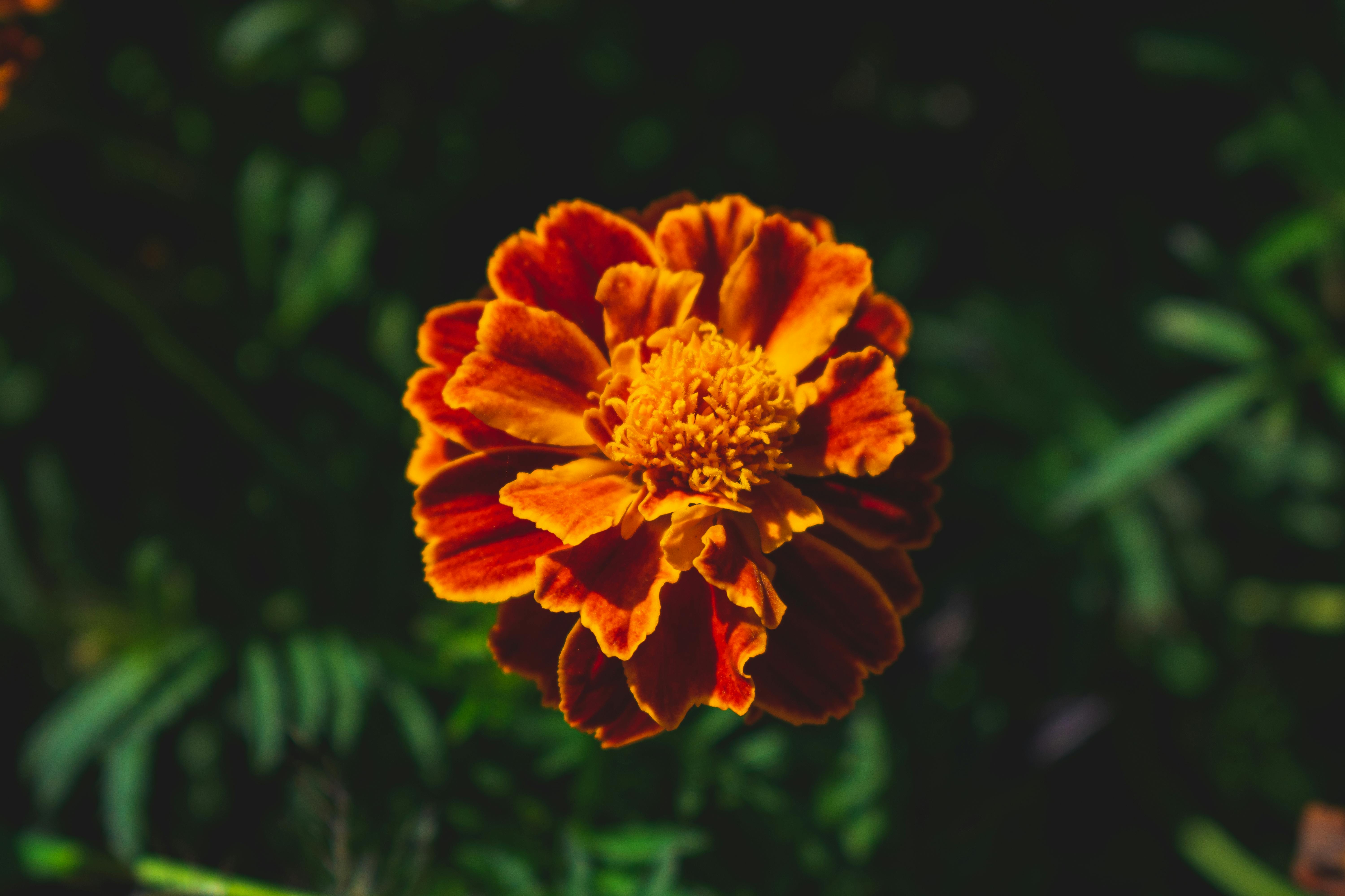Orange Flower in Close-Up Photography · Free Stock Photo