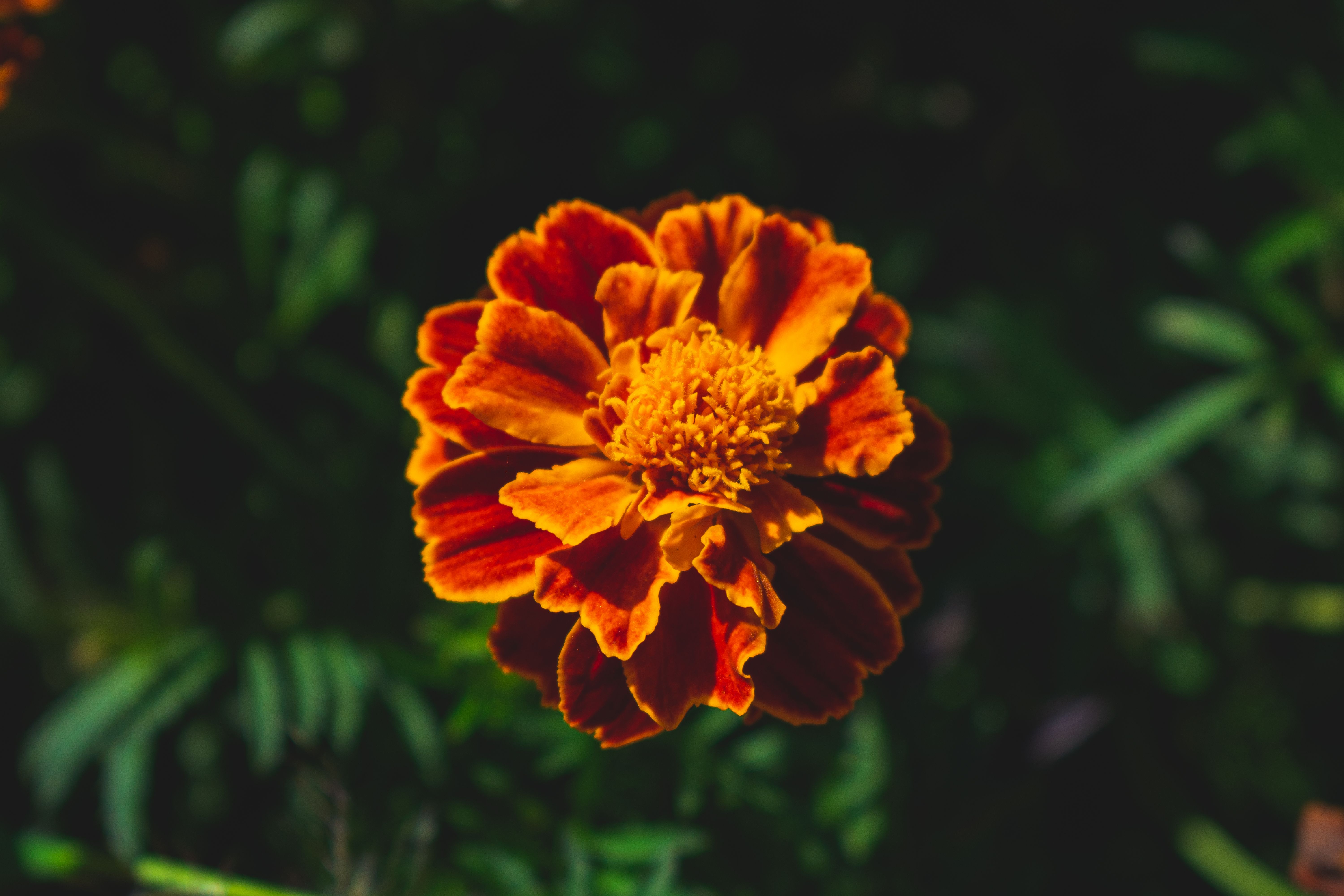 Close-Up Shot of a Blooming Pot Marigold · Free Stock Photo