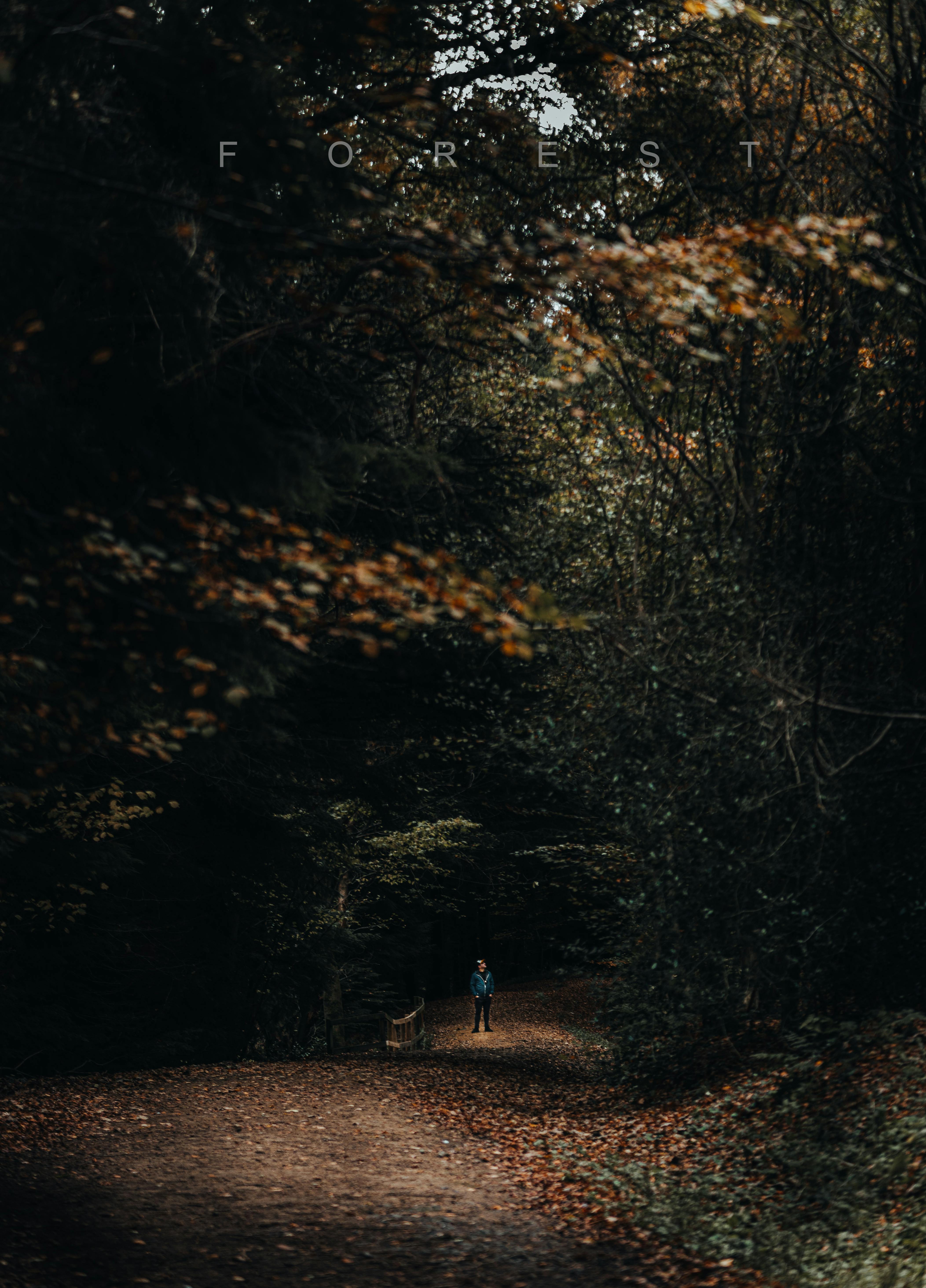 Autumn Path Photos, Download The BEST Free Autumn Path Stock Photos ...