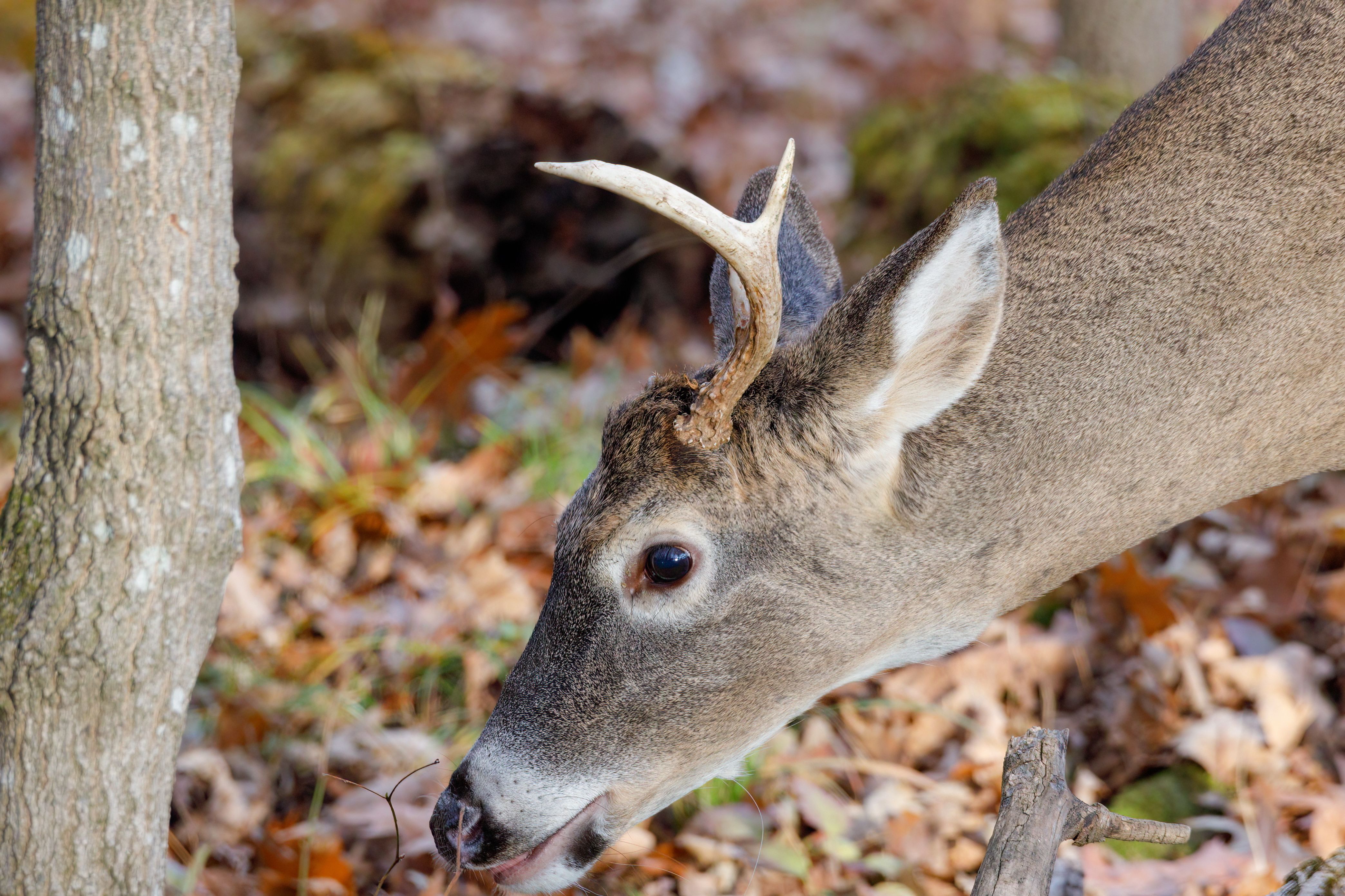Close-up Photography of Deer · Free Stock Photo