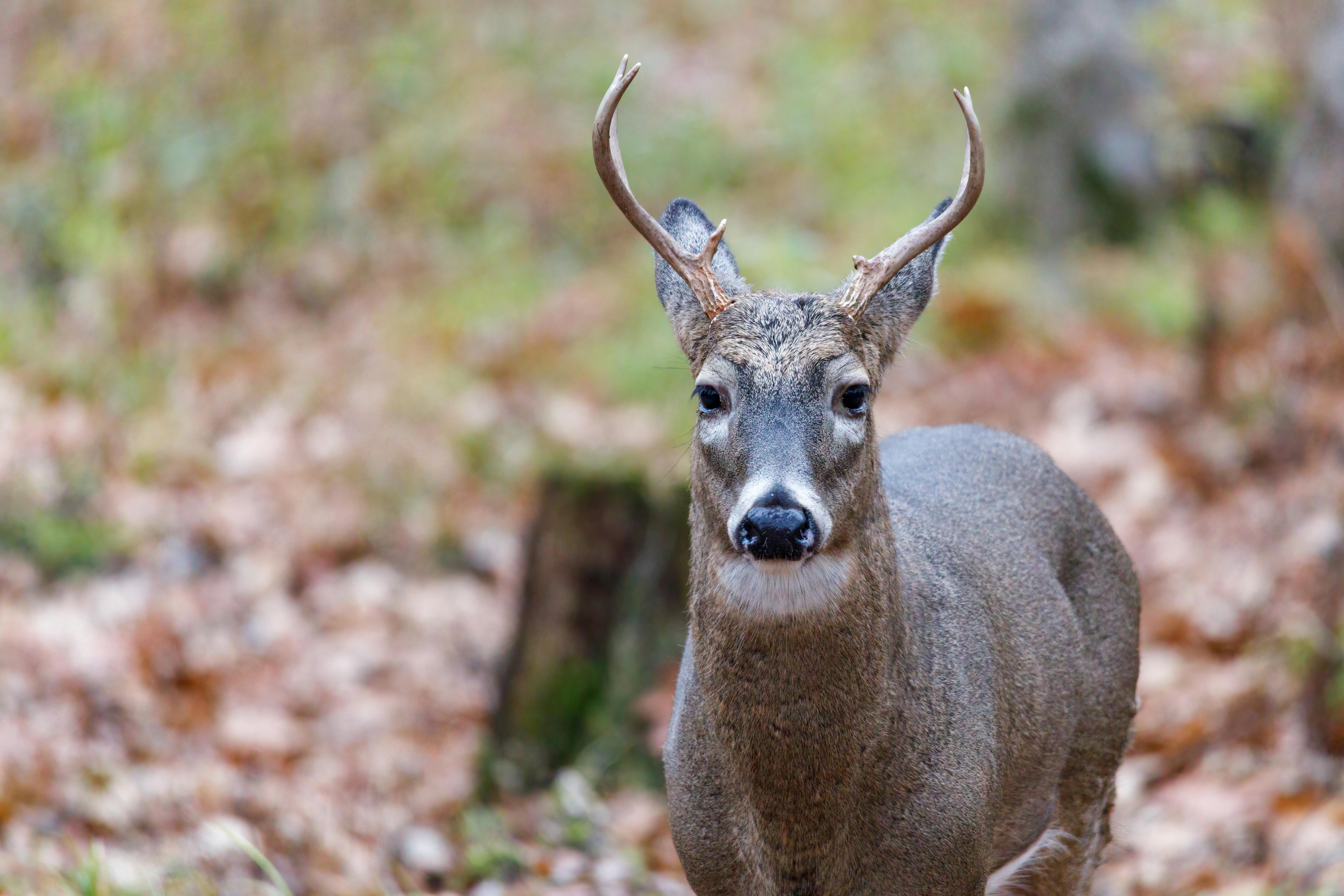 Brown Deer in Forest · Free Stock Photo
