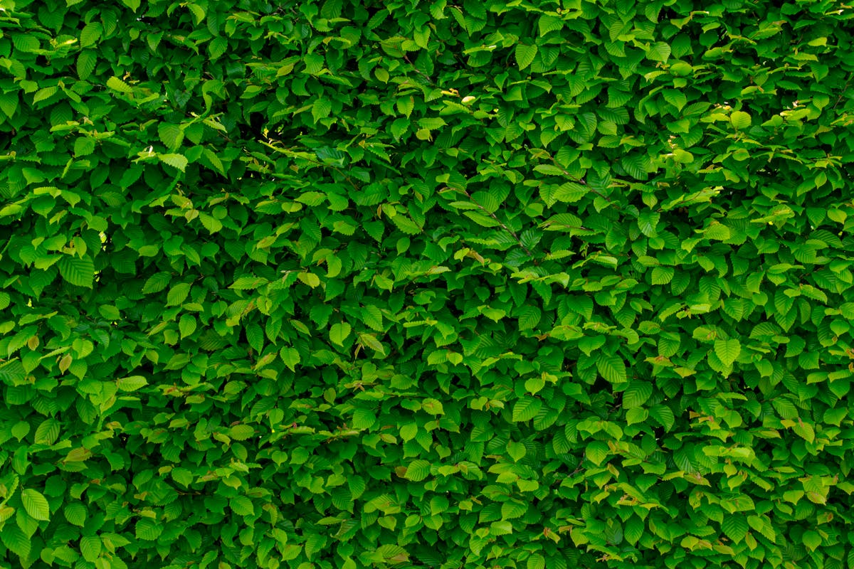 Greenery Photos, Download The BEST Free Greenery Stock Photos & HD Images