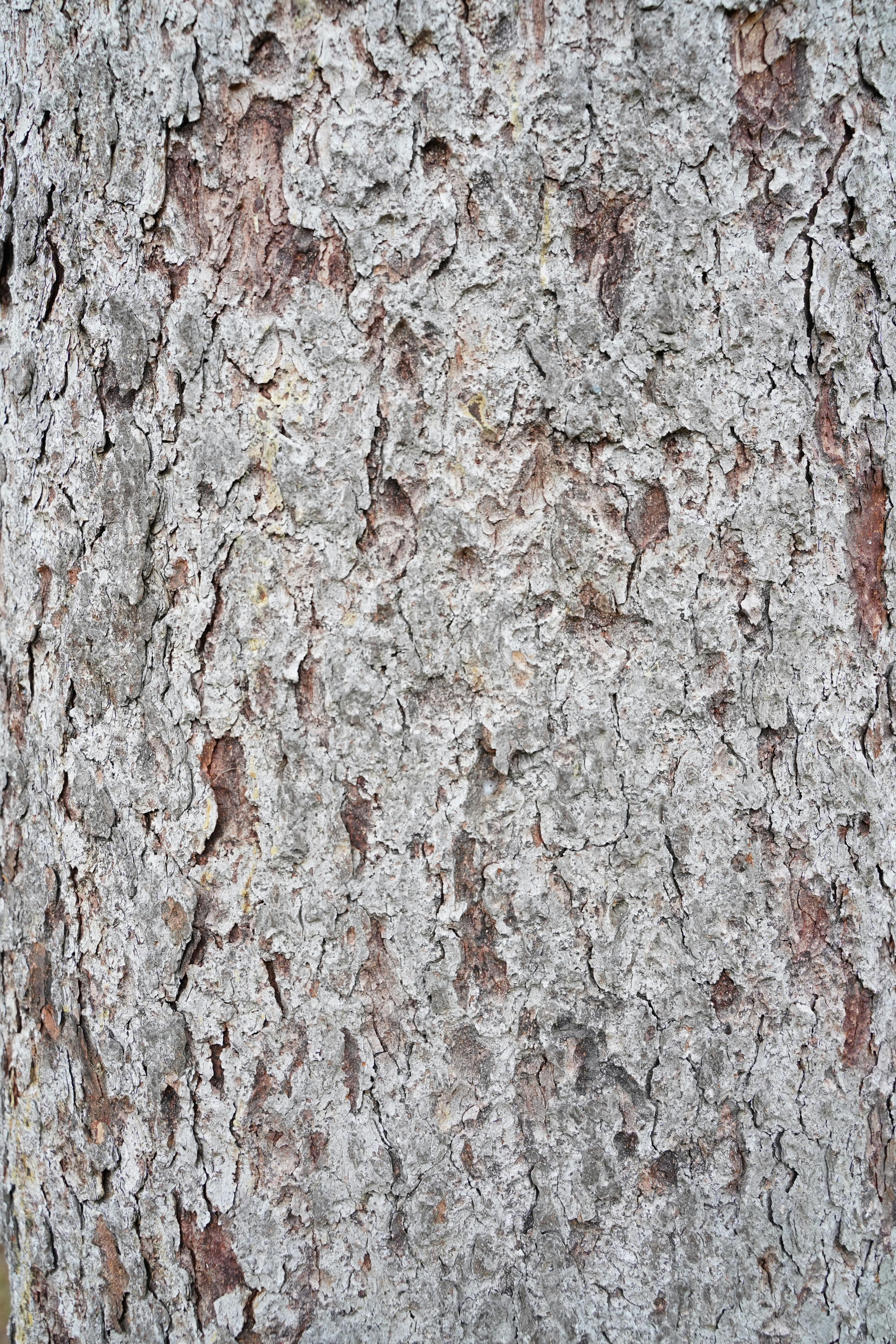 Brown and White Tree Trunk · Free Stock Photo