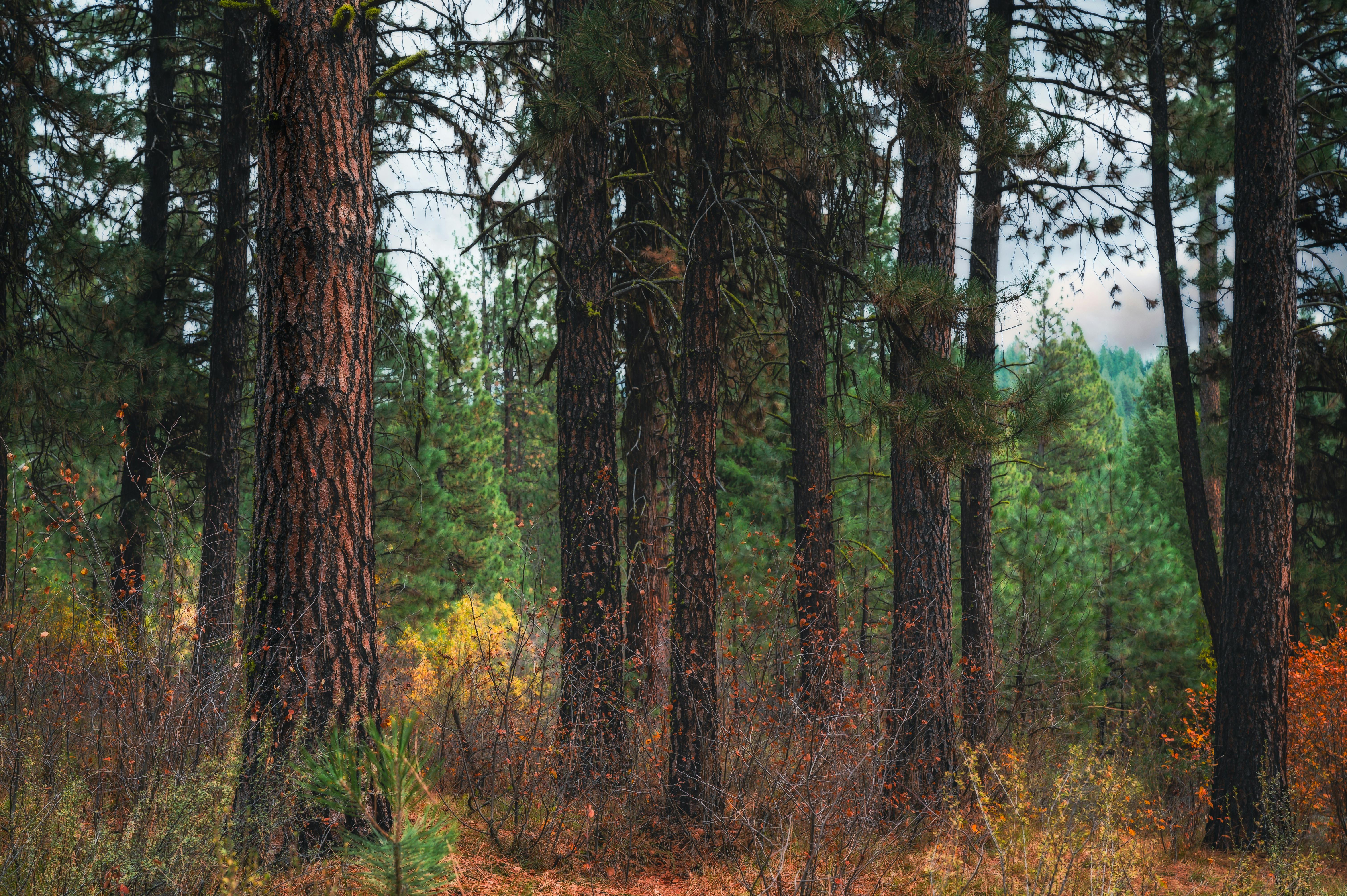 Brown Trees in the Forest · Free Stock Photo