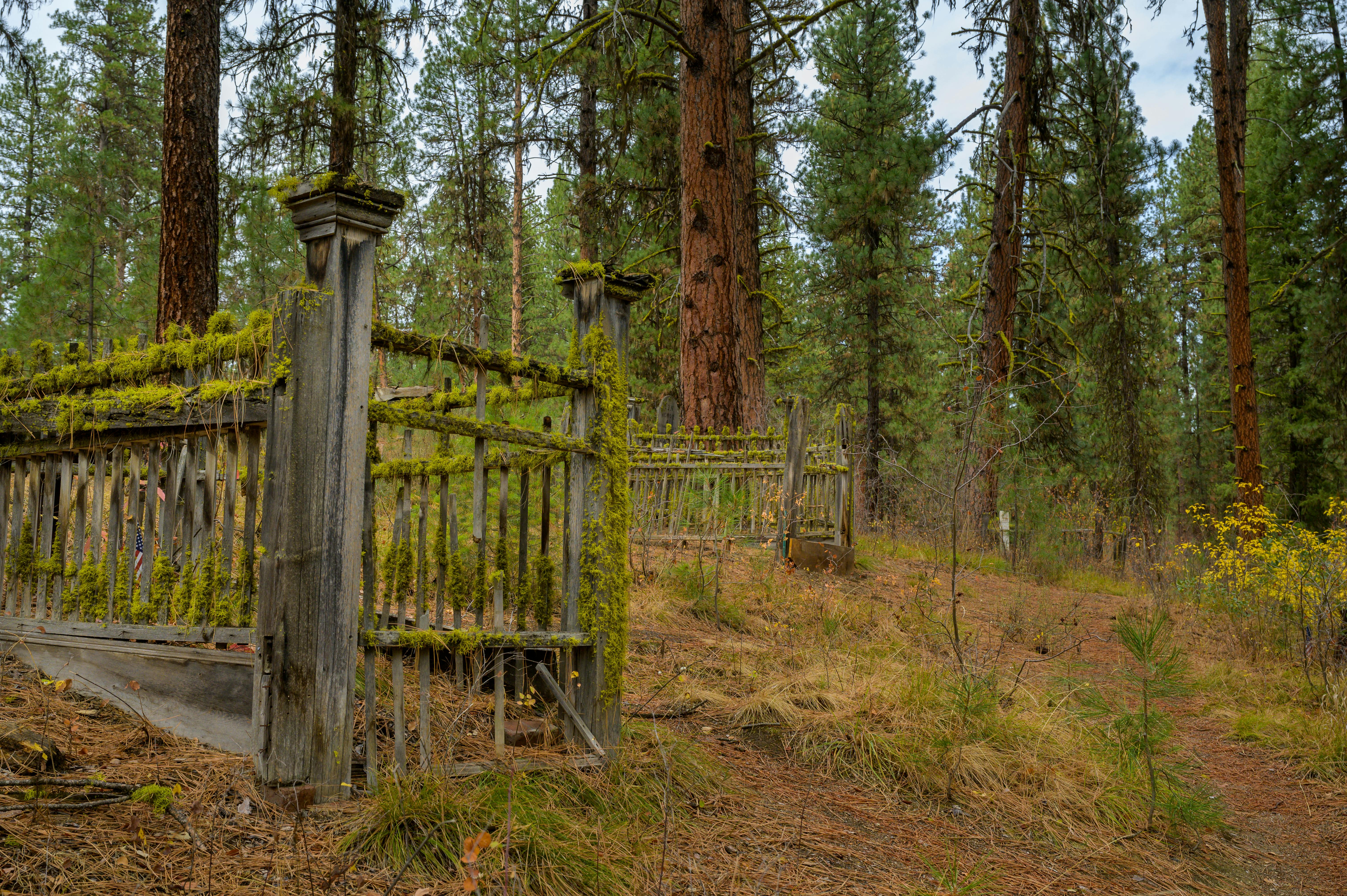Wooden Structures in a Forest · Free Stock Photo