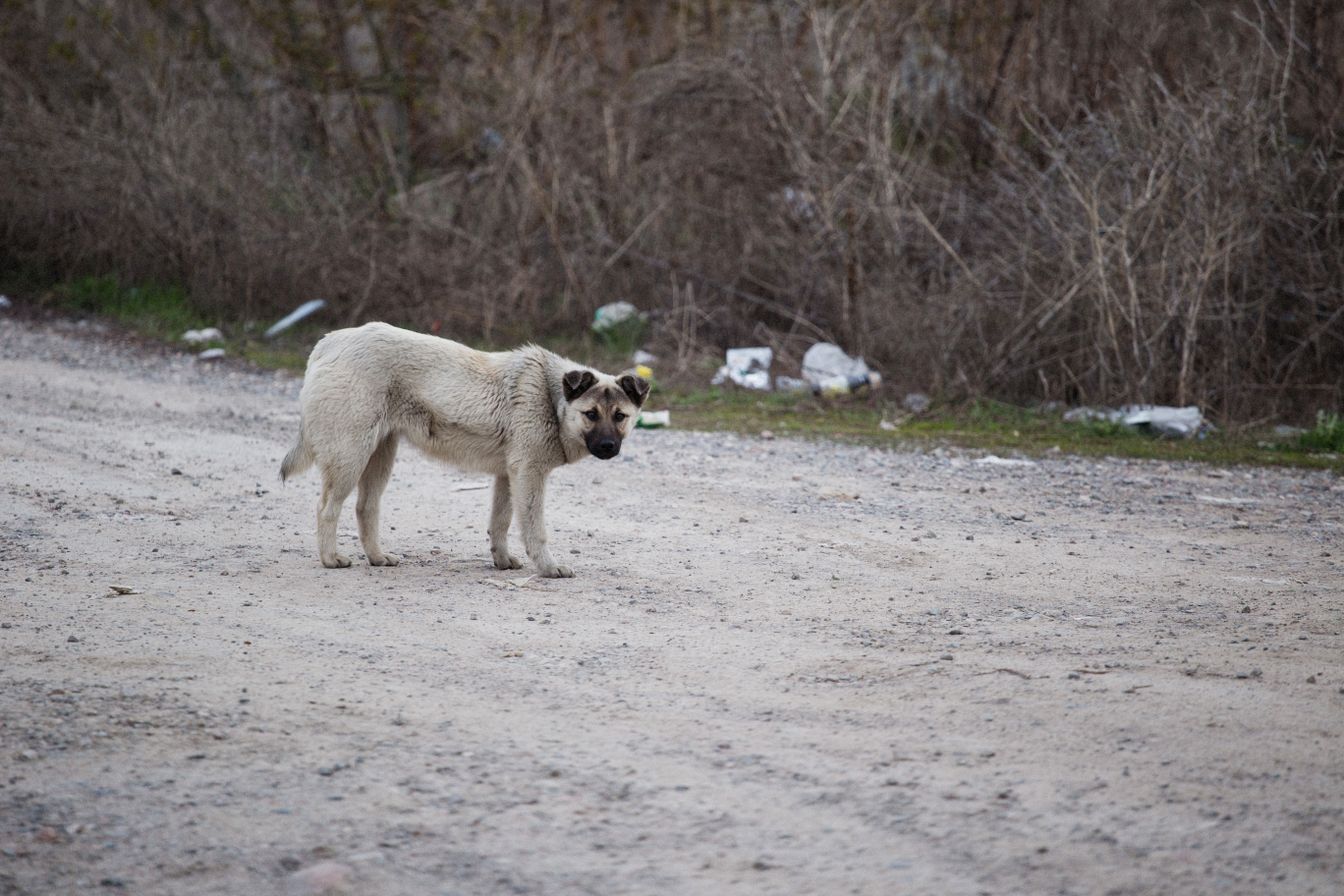 Meet the Courage the Cowardly Dog Actors in Action