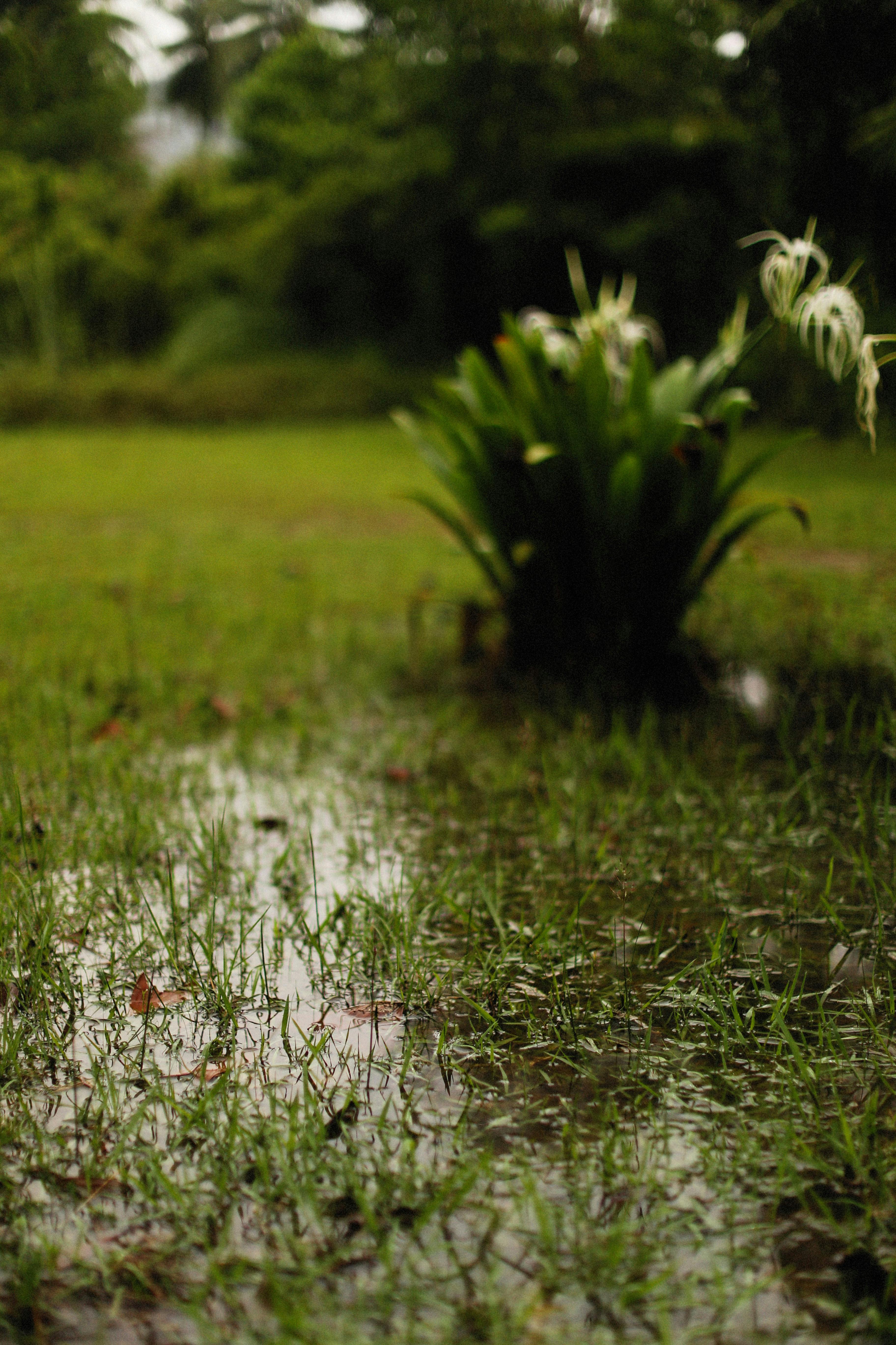 Grayscale Photo of a Swamp · Free Stock Photo