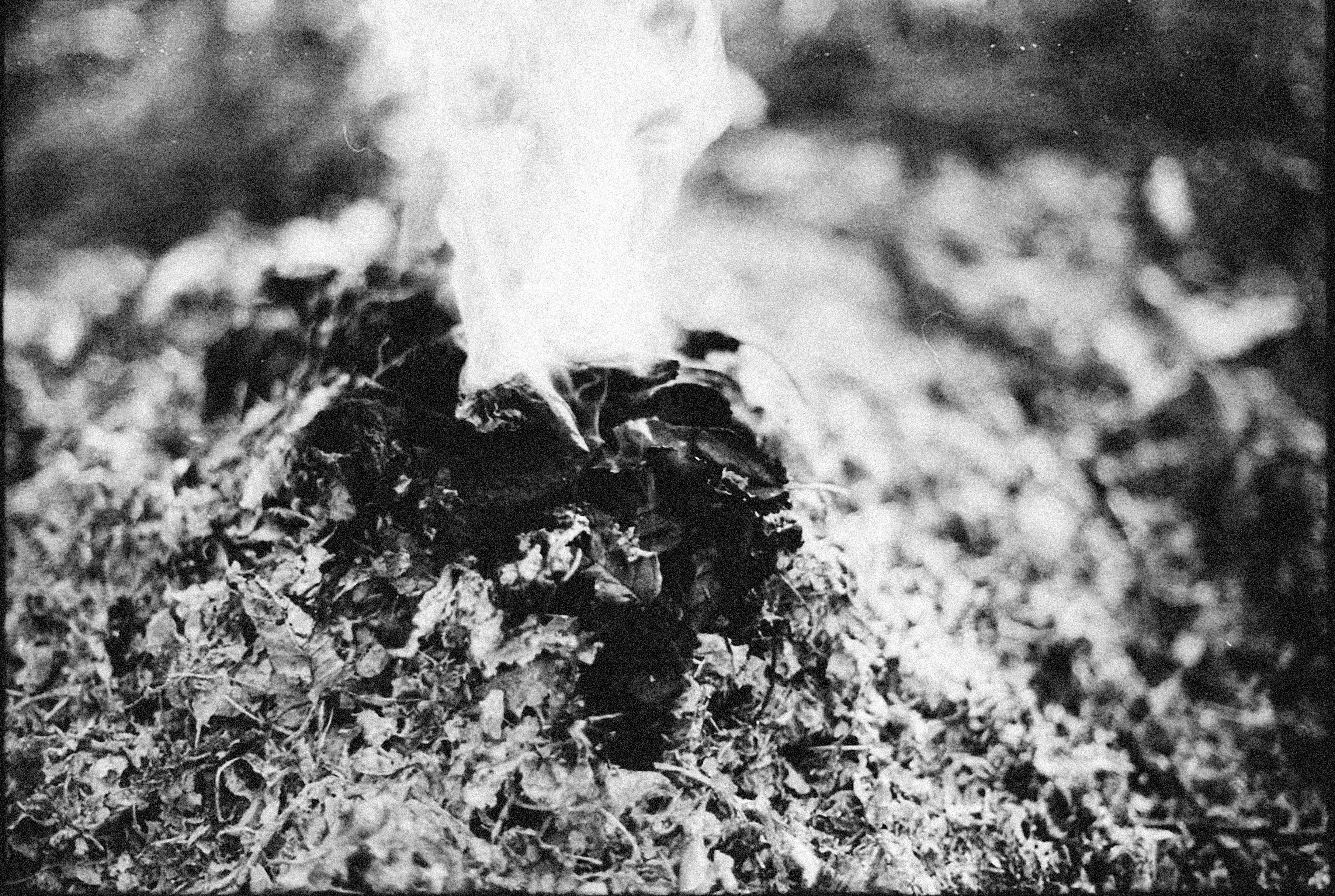 Grayscale Photo of Burning Dry Leaves · Free Stock Photo