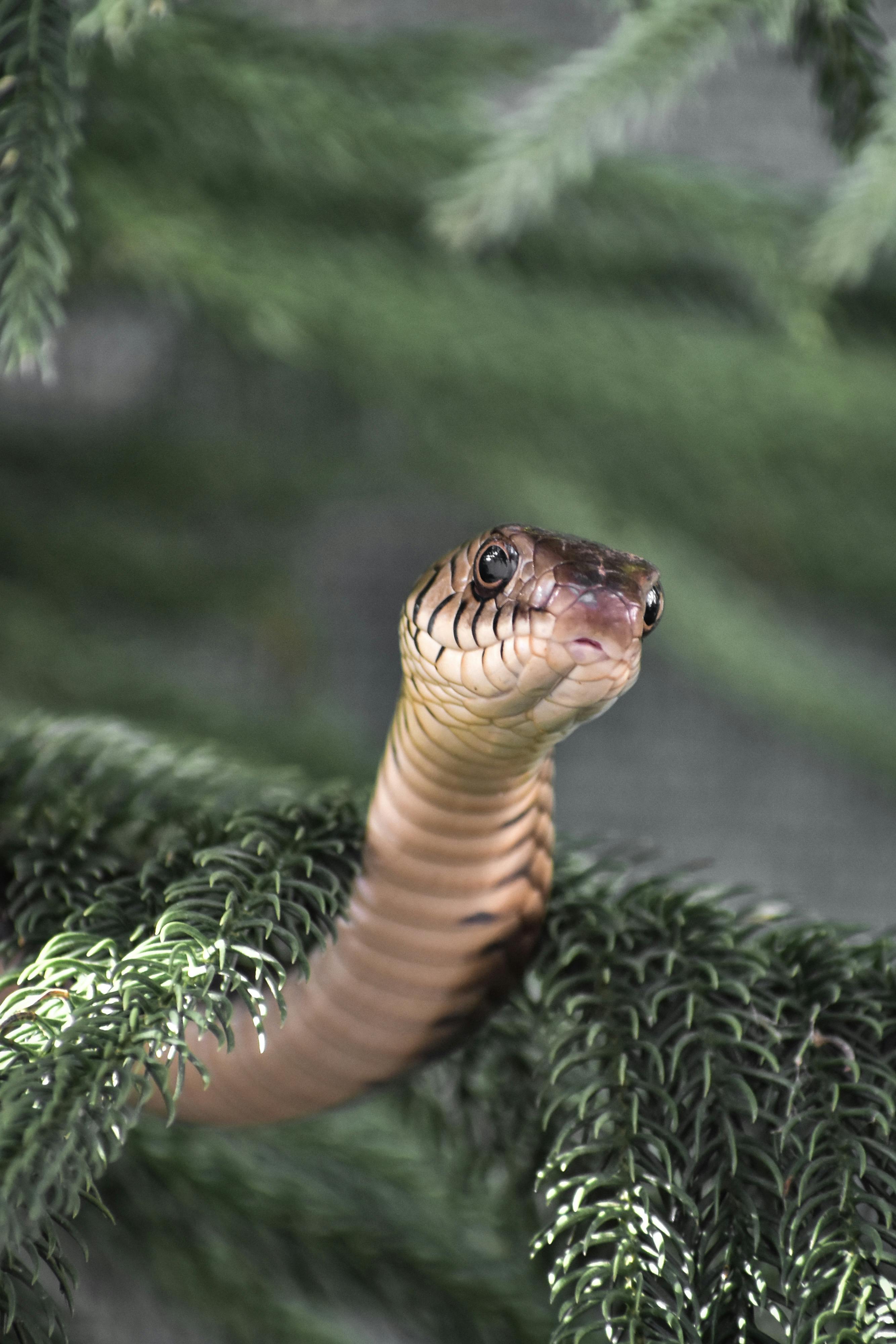 Snake In Tree Photos, Download The BEST Free Snake In Tree Stock Photos ...