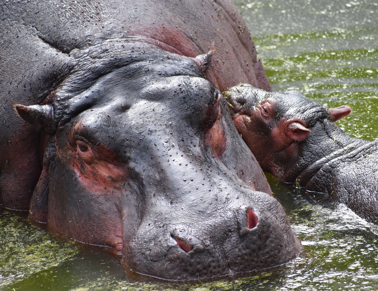 Should Exotic Animals Be Kept in Captivity Safely