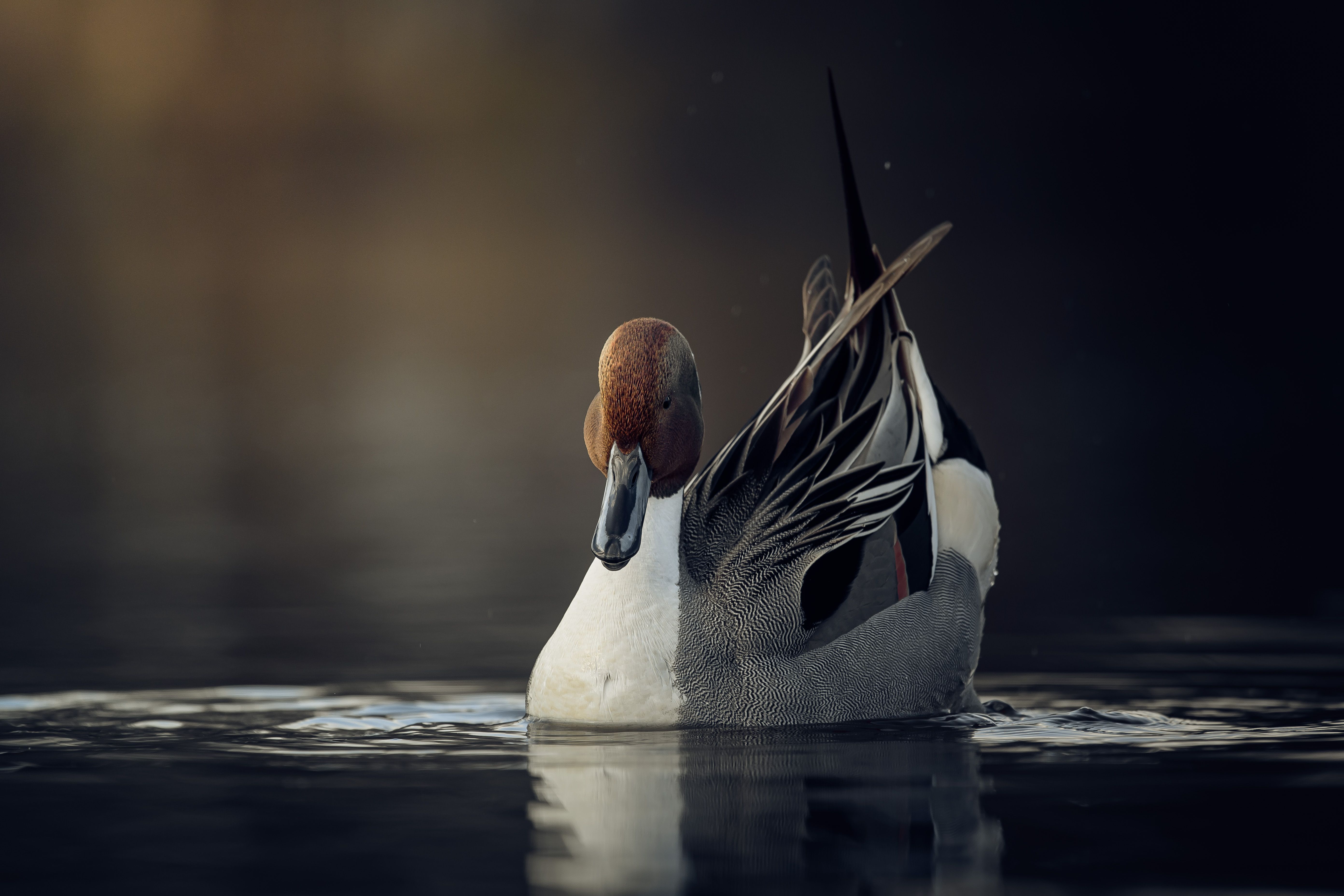 Pintail Duck Photos, Download The BEST Free Pintail Duck Stock Photos ...
