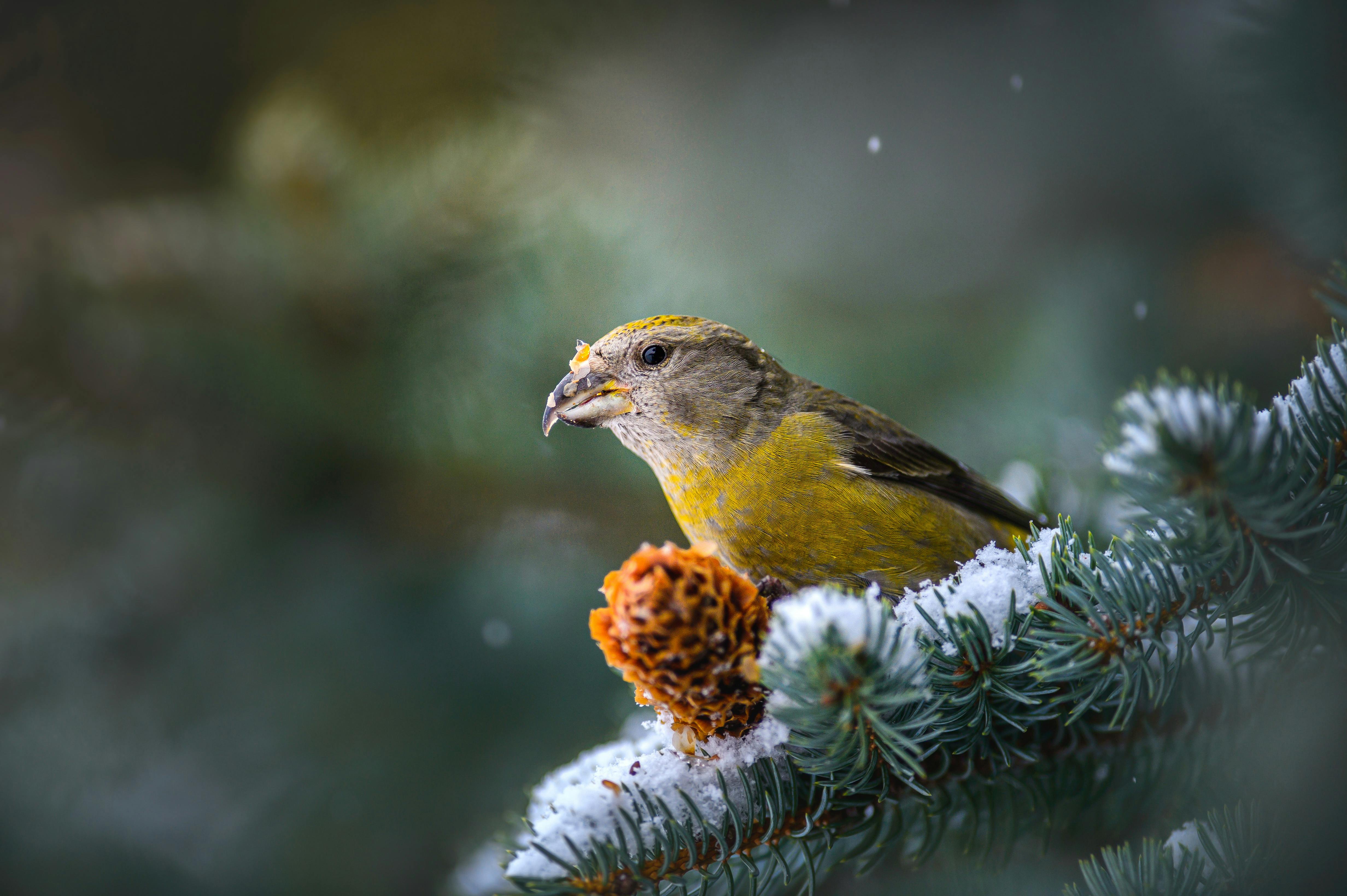 Yellow Crossbill Photos, Download The BEST Free Yellow Crossbill Stock ...